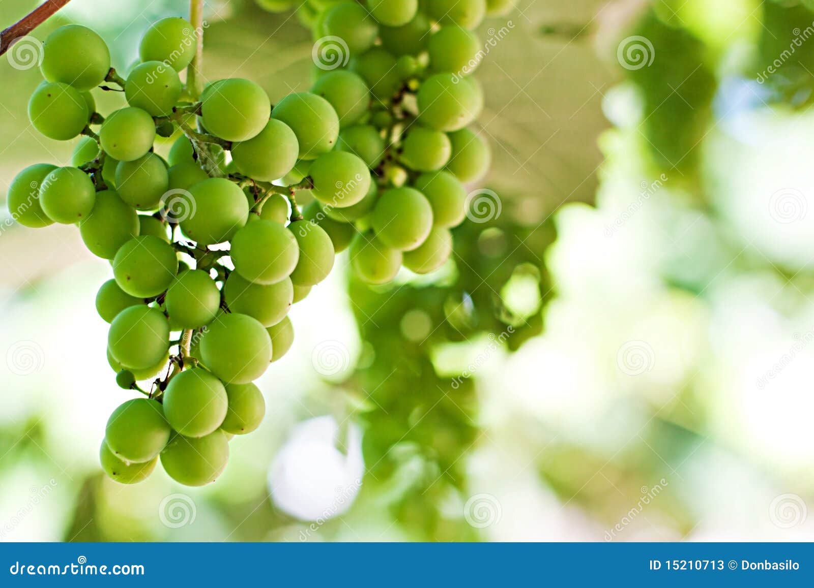 Close-up of a Bunch of Grapes Stock Image - Image of garden, macro ...