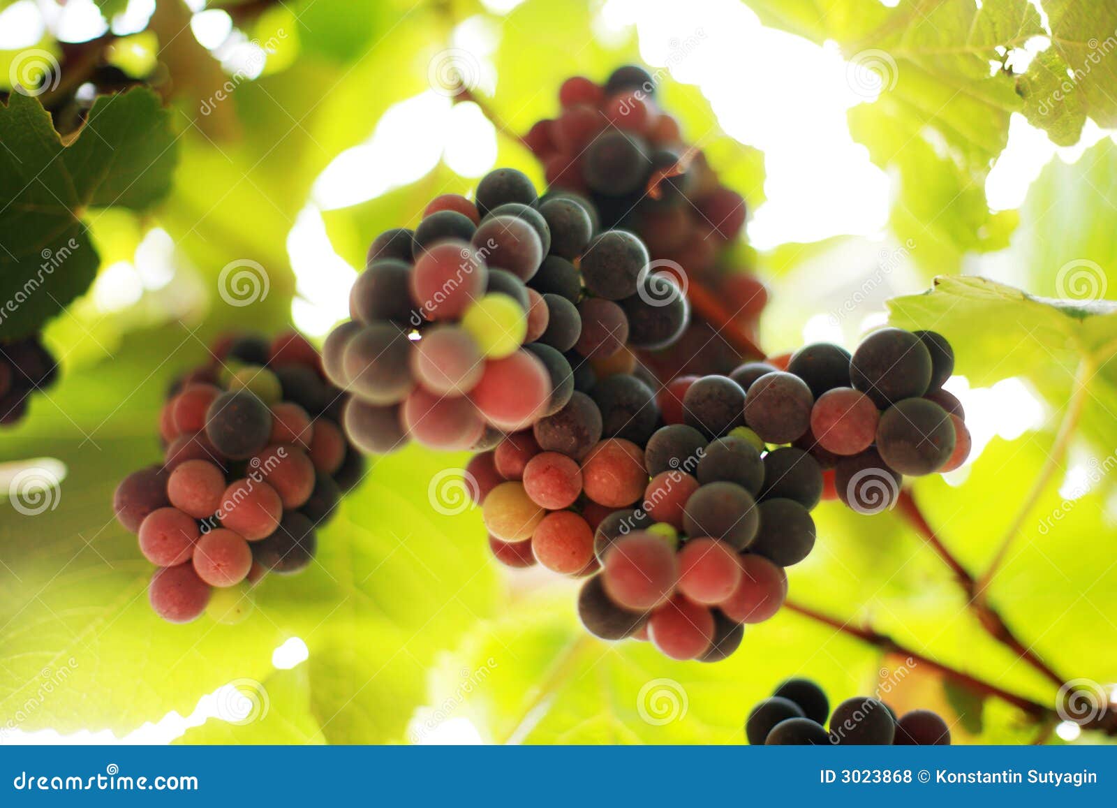 Close-up of a Bunch of Grapes Stock Photo - Image of beauty, grape: 3023868