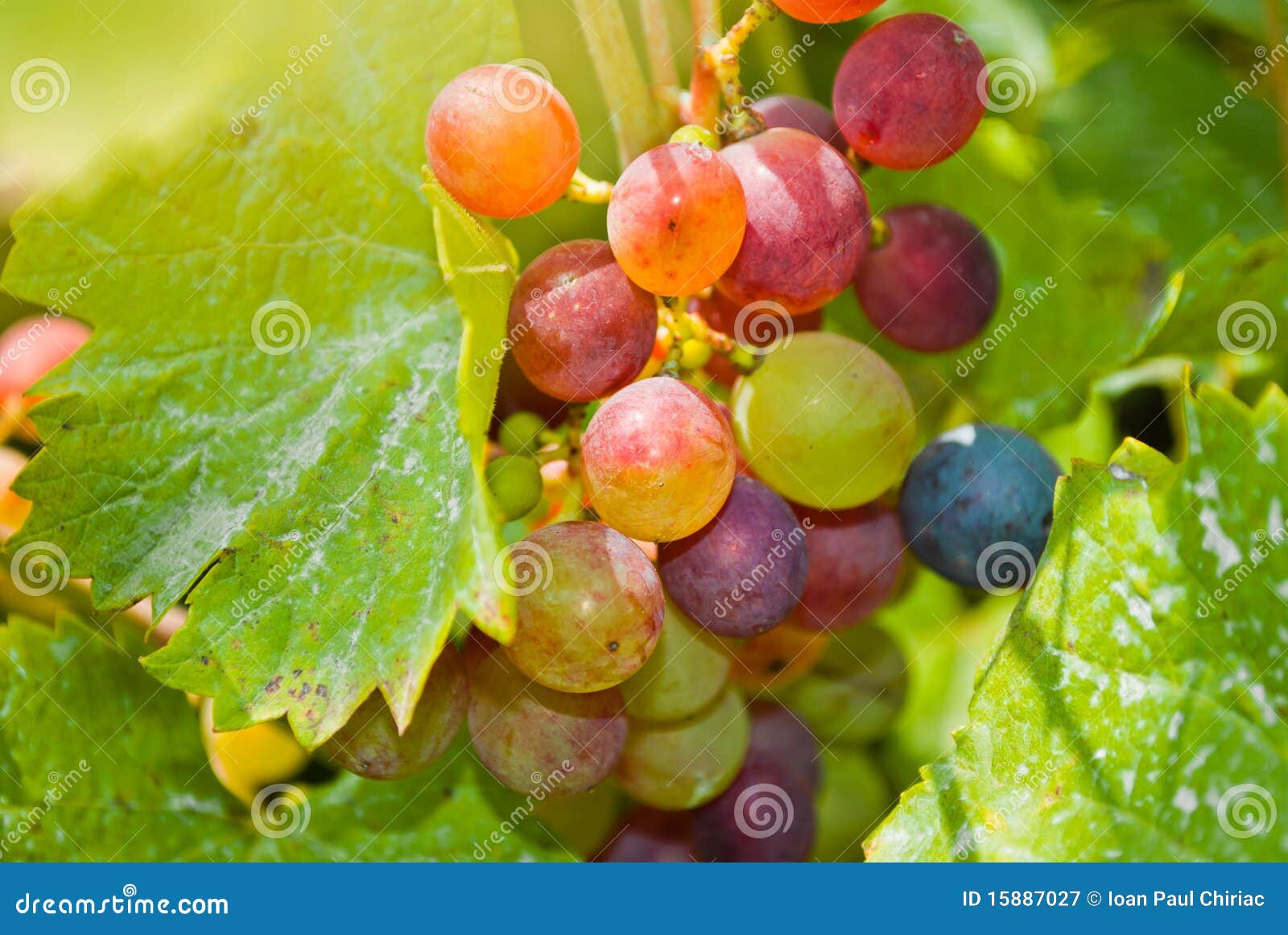 Close-up of a Bunch of Grapes on Grapevine Stock Image - Image of ...