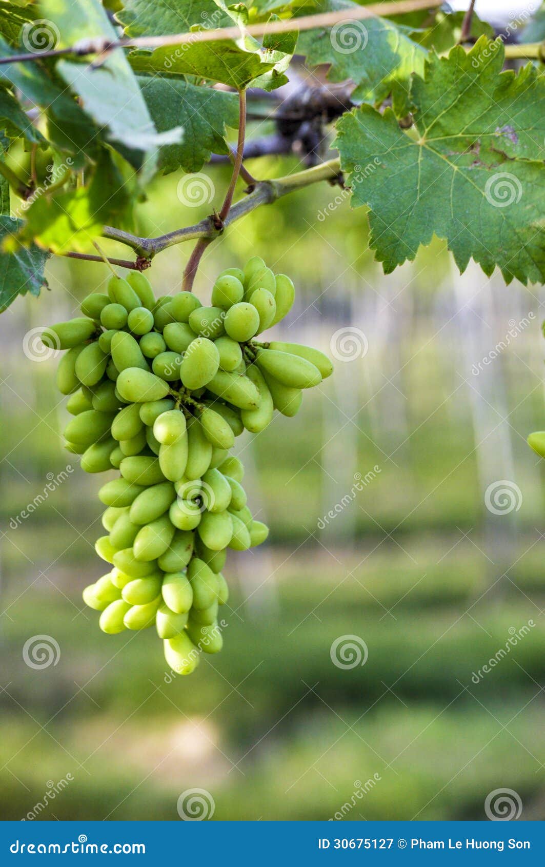 Close-up of a Bunch of Grapes on Grapevine Stock Image - Image of berry ...