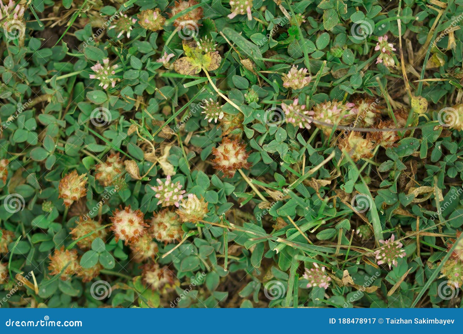 Close Up of a Bunch of Green Clover Stock Image - Image of color ...