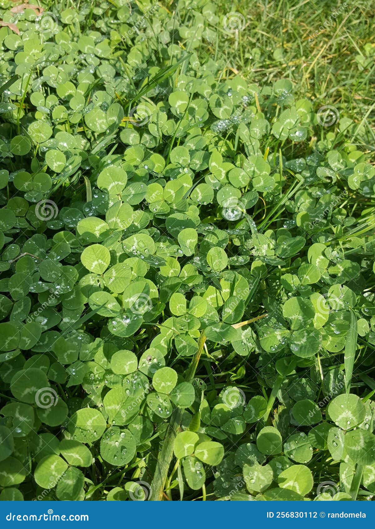 Close Up of a Bunch of Green Clover. Clover Background Stock Photo ...