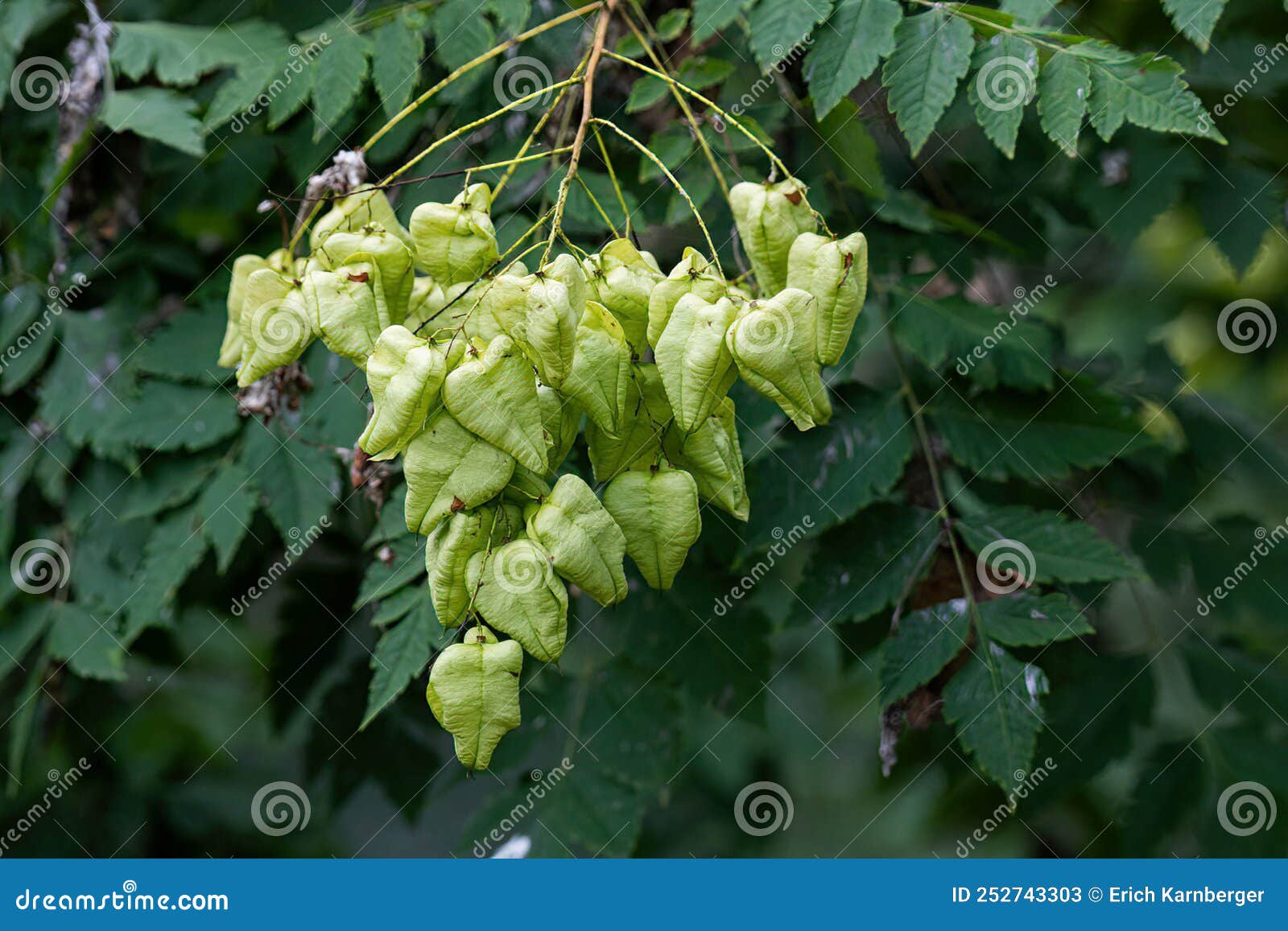 Green Legume Bunch on a Tree Stock Image - Image of europe, vegetation ...