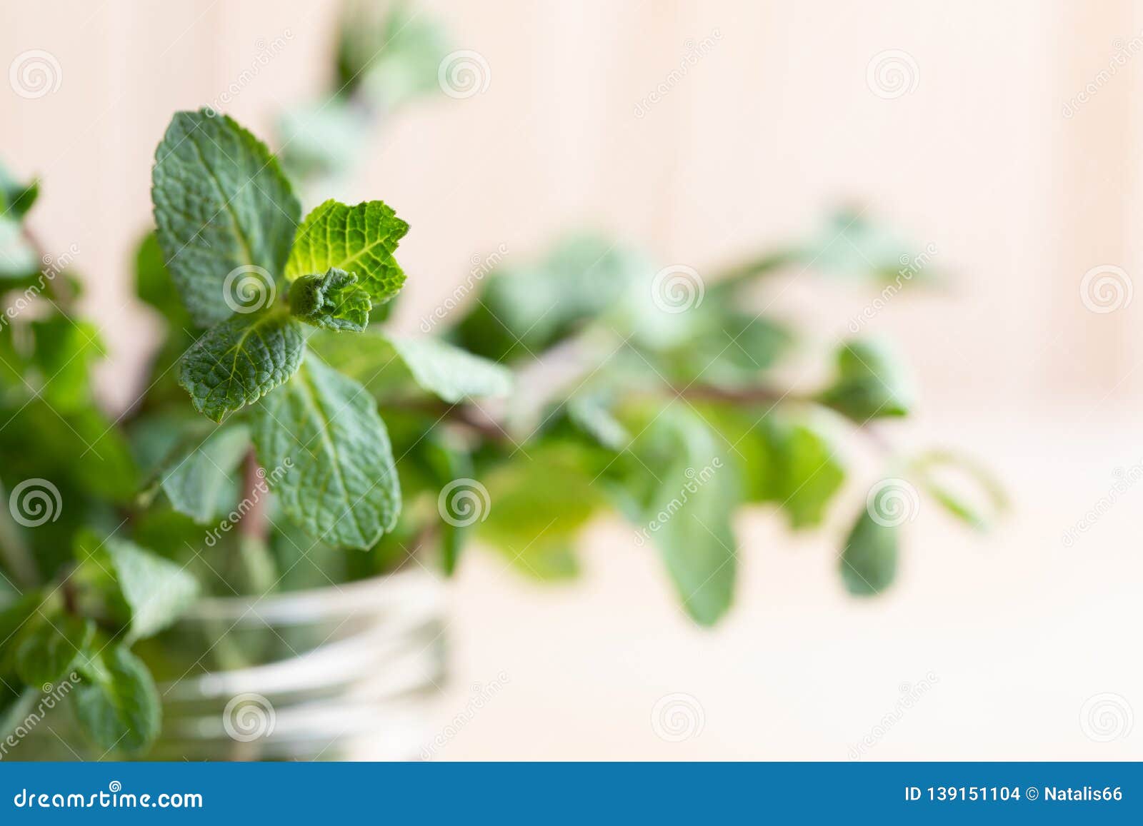 Close-up Bunch of Mint Greens in Glass Jar. Image with Soft Focus ...