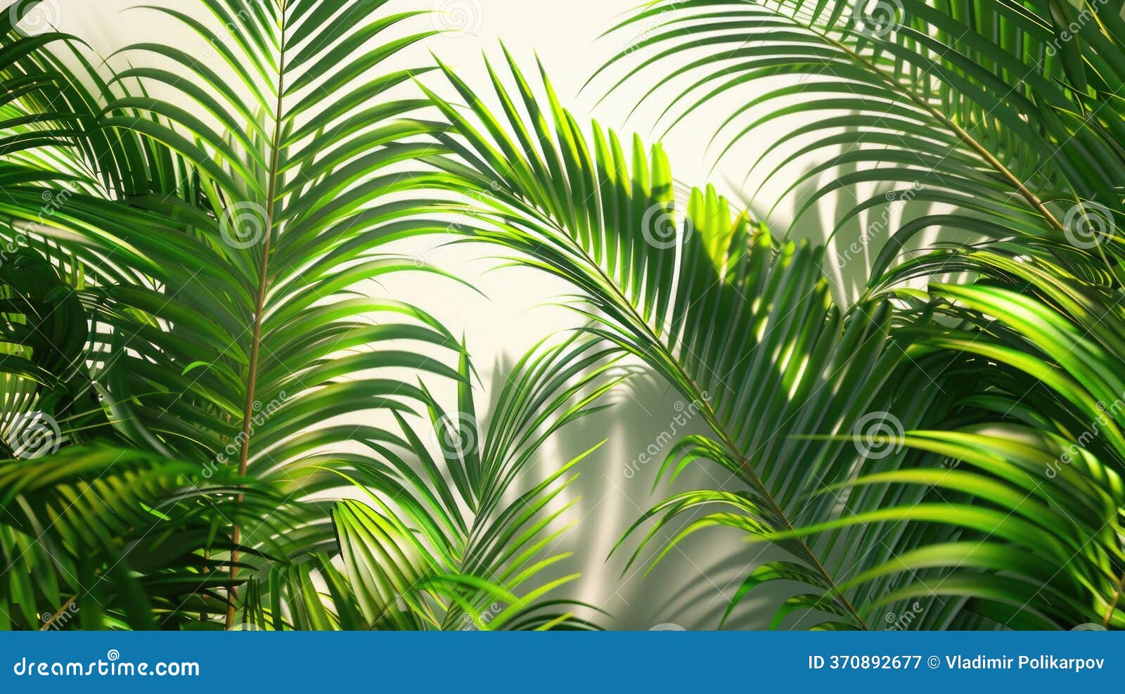 Bunch Of Red Oil Palm Seedling On Its Tree, Farmland In Thailand. Stock ...
