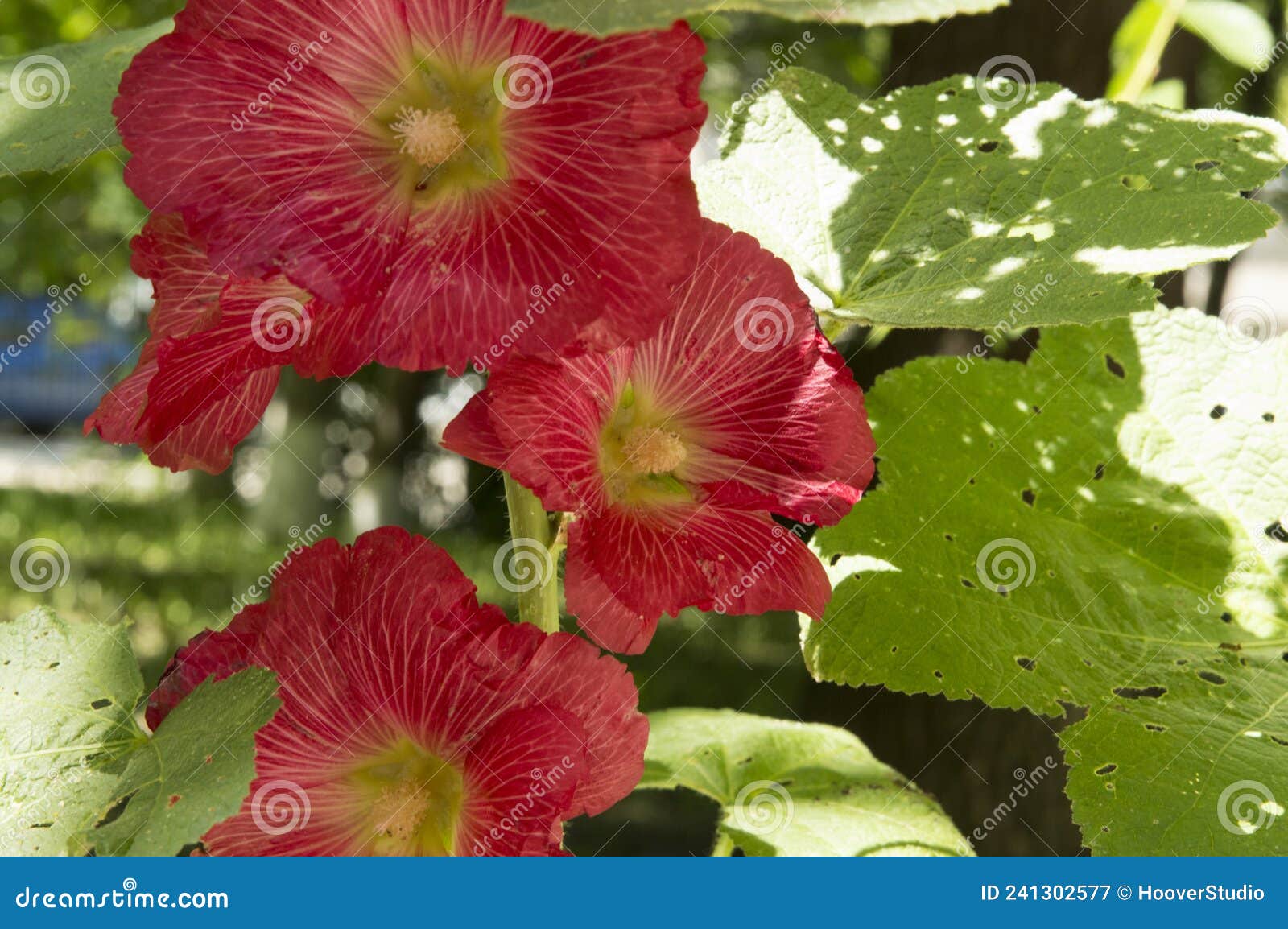 Close-up: a Bunch of Red Hollyhocks Flower Stock Image - Image of flora ...