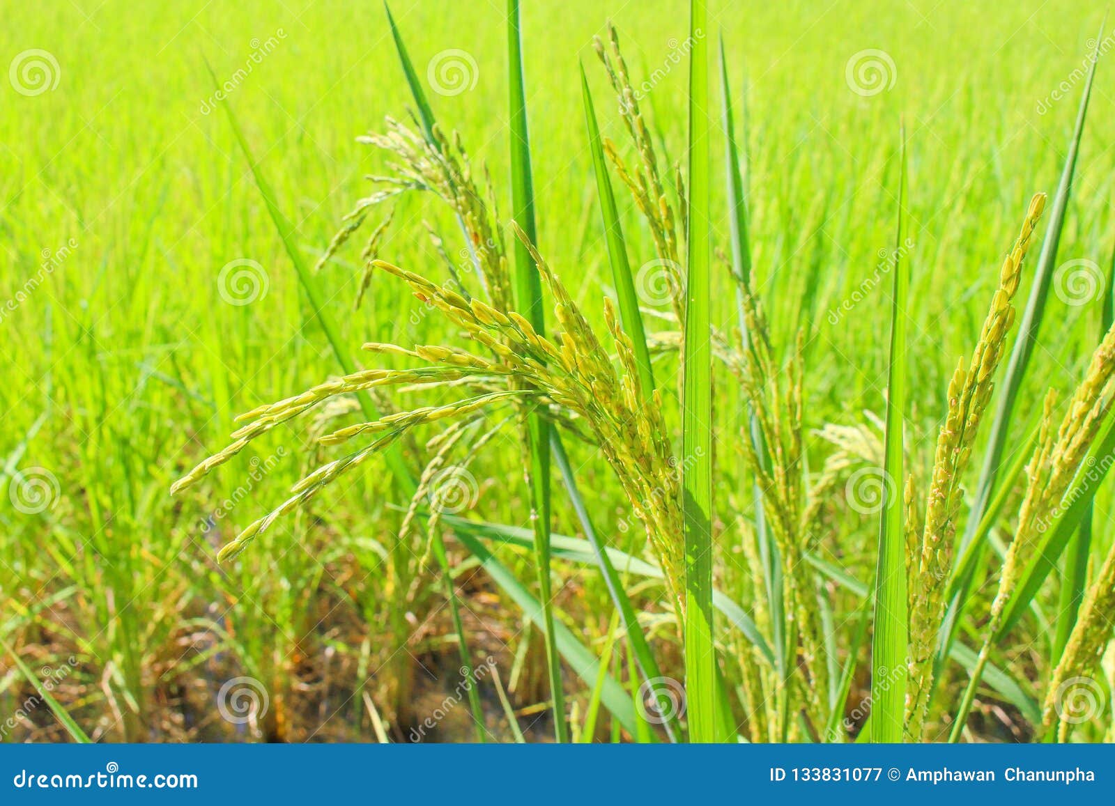 Close Up Bunch Of Rice Tree In Field Natural Patterns Background Stock ...