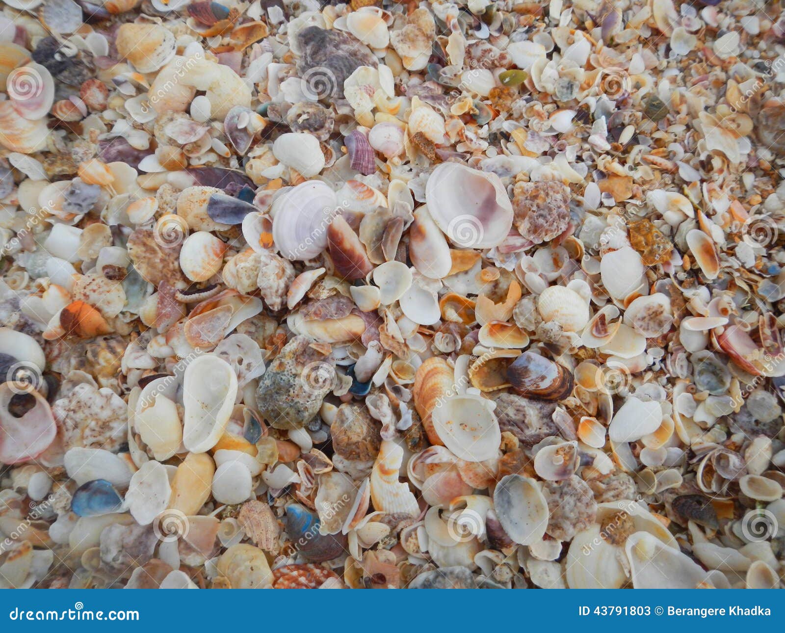 Close Up of a Bunch of Shells Stock Image - Image of elementary ...