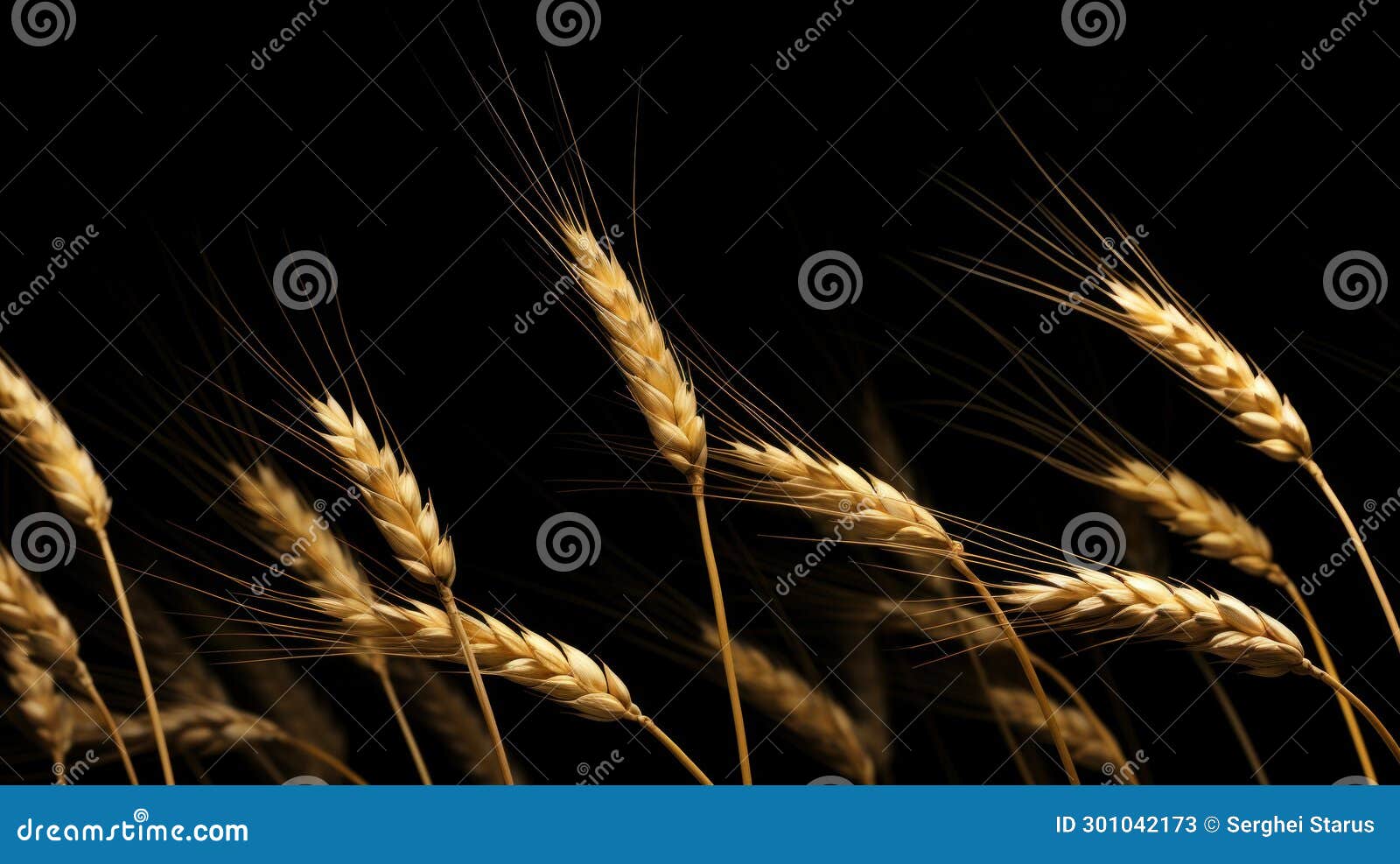 A Close Up of a Bunch of Wheat on the Ground, AI Stock Illustration ...