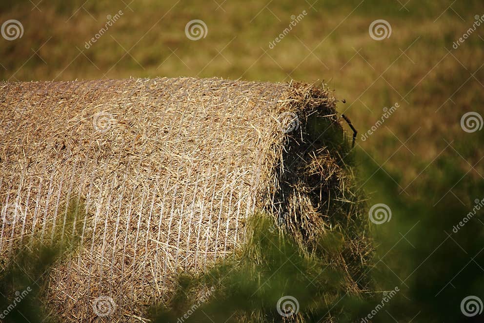 Close Up on Bundle of Dry Grass in Roll in Dry Fields Stock Photo ...