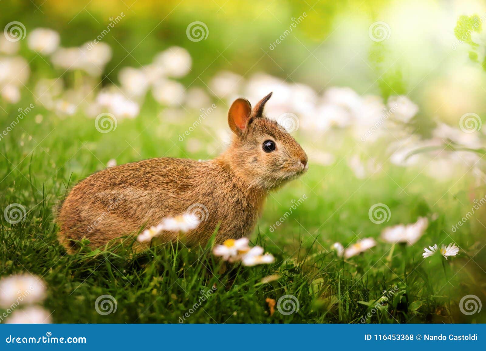 Wild bunny in the meadow stock photo. Image of beautiful - 116453368