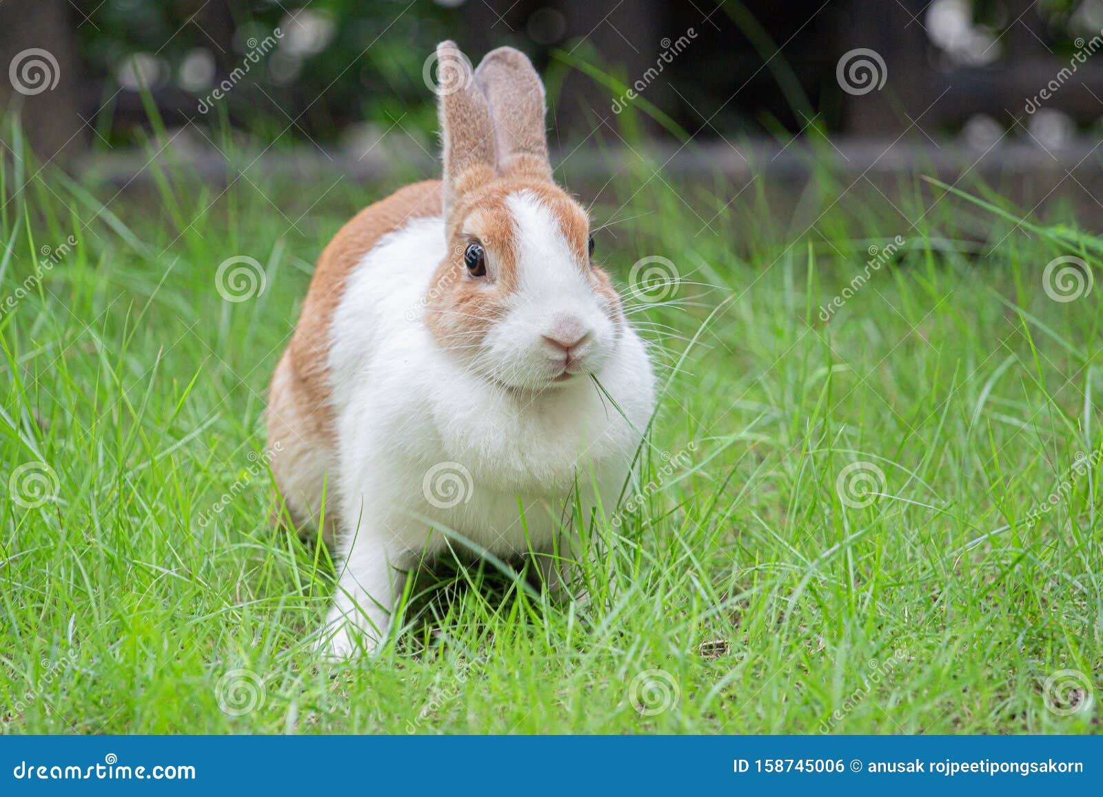 Close Up Bunny Rabbit in Garden Stock Photo - Image of cheerful ...