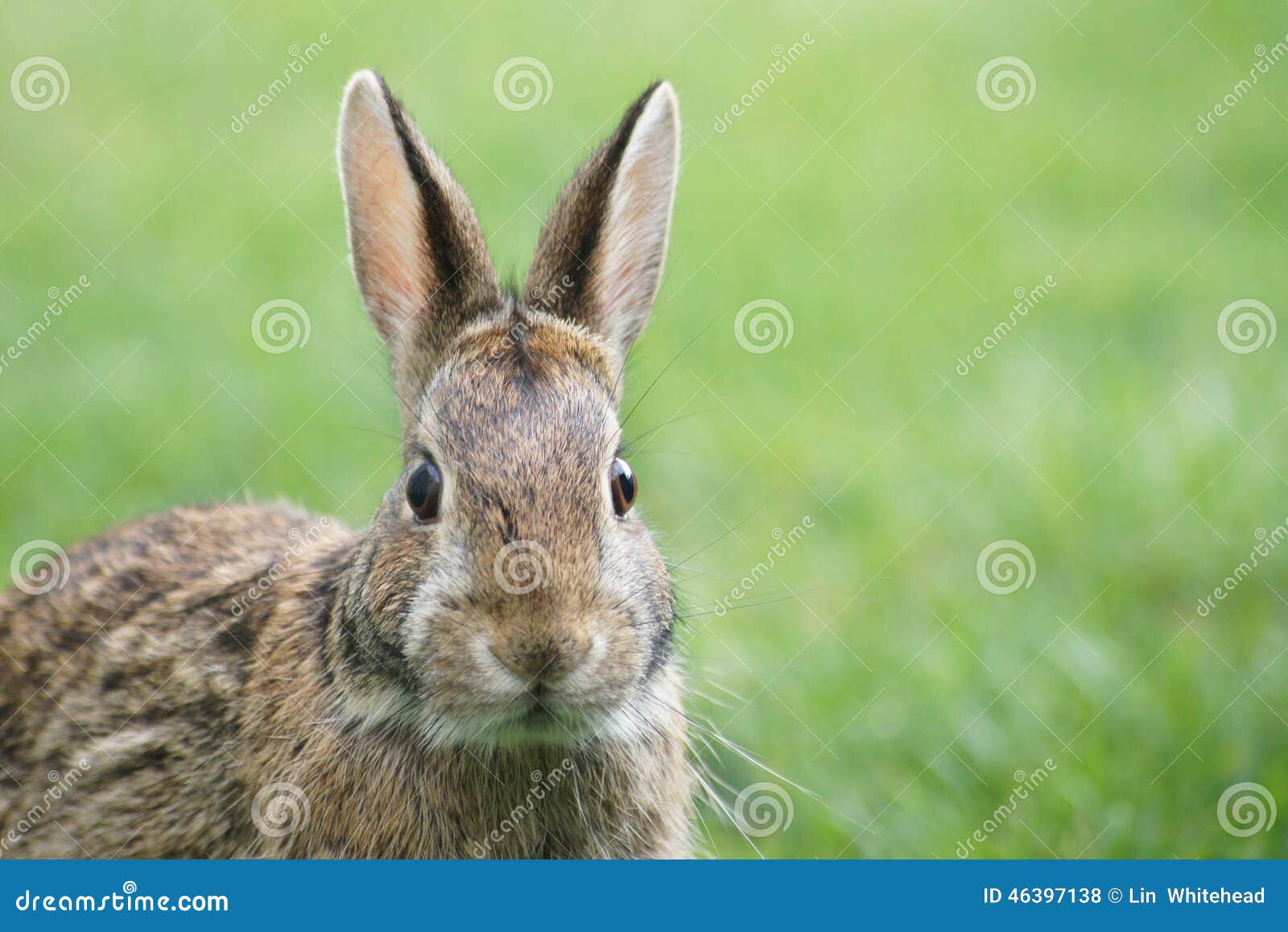 Close up bunny. stock photo. Image of meadow, wildlife - 46397138