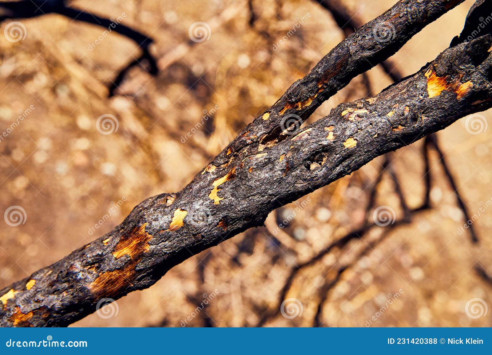 Close Up of Burned Branch from Forest Fire Stock Photo - Image of ...