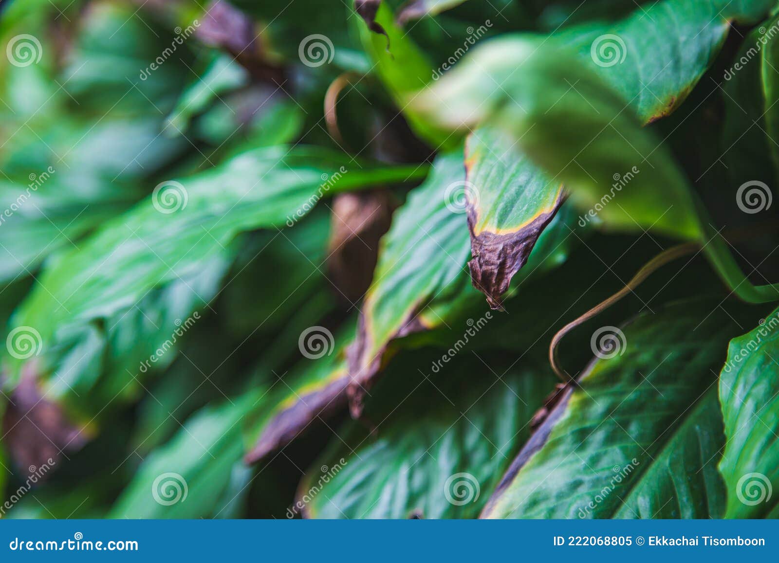 Close Up a Burned Leaves after Sun Light in the Garden Stock Image ...