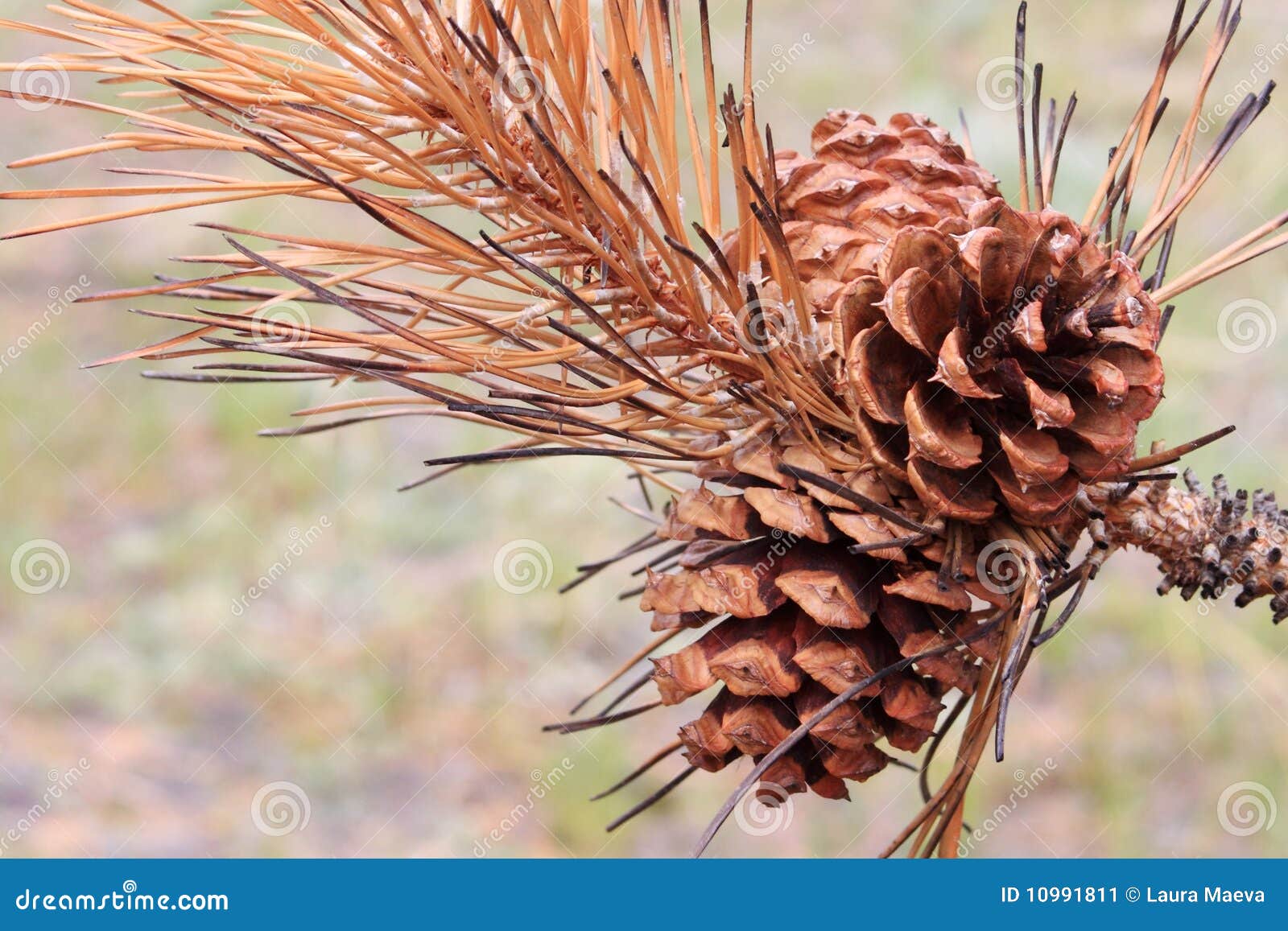 Close Up of Burned Pinecone and Needles Stock Image - Image of food ...