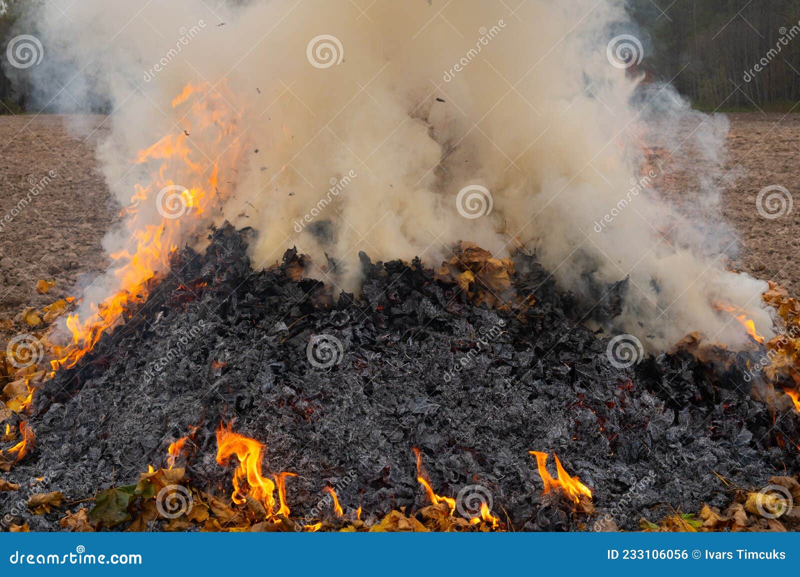 Close-up of a Burning Pile of Fallen Dry Autumn Maple Leaves in Autumn ...