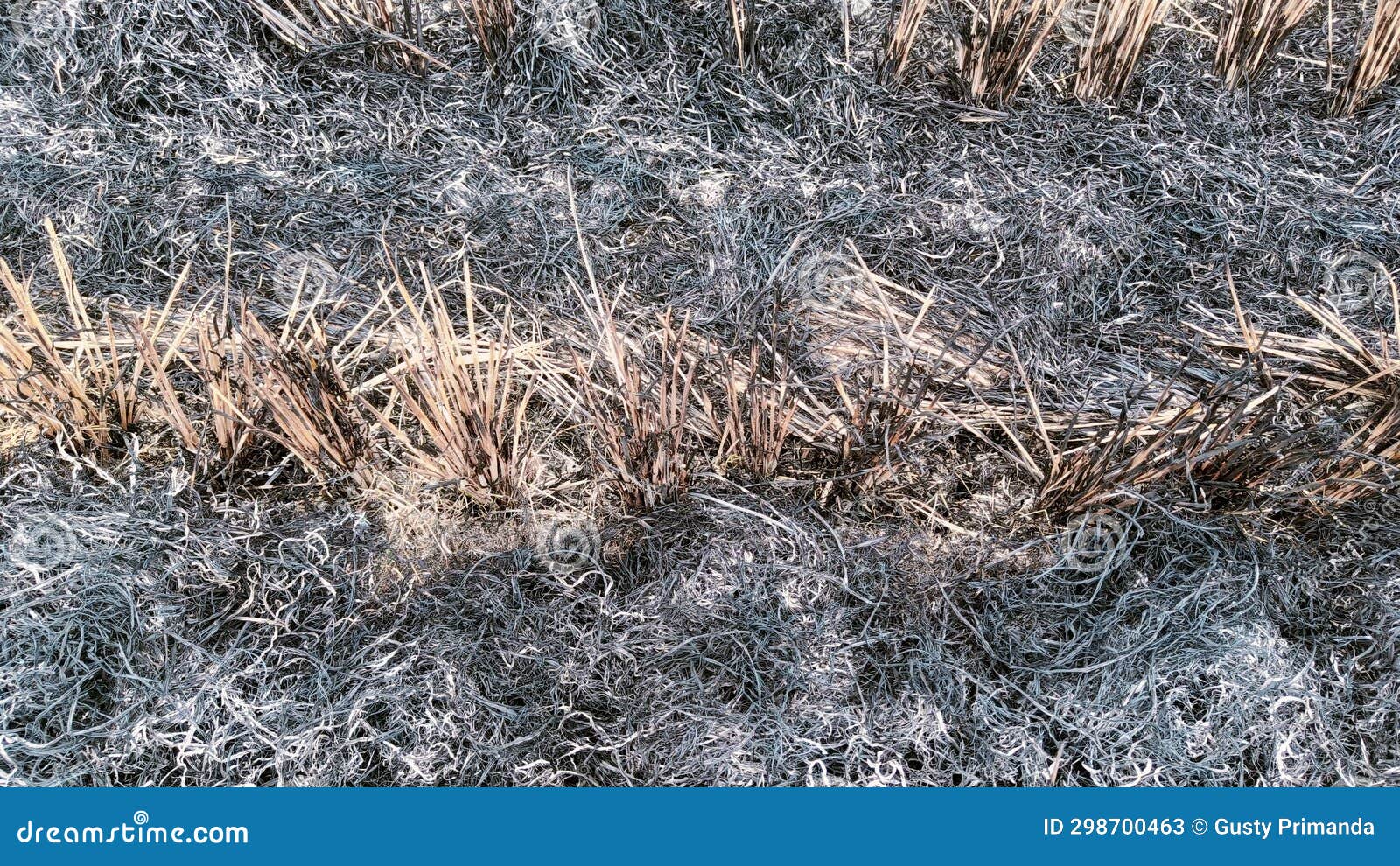 Close-up of Burnt Grass after Harvest. Burnt Grass after Harvest ...
