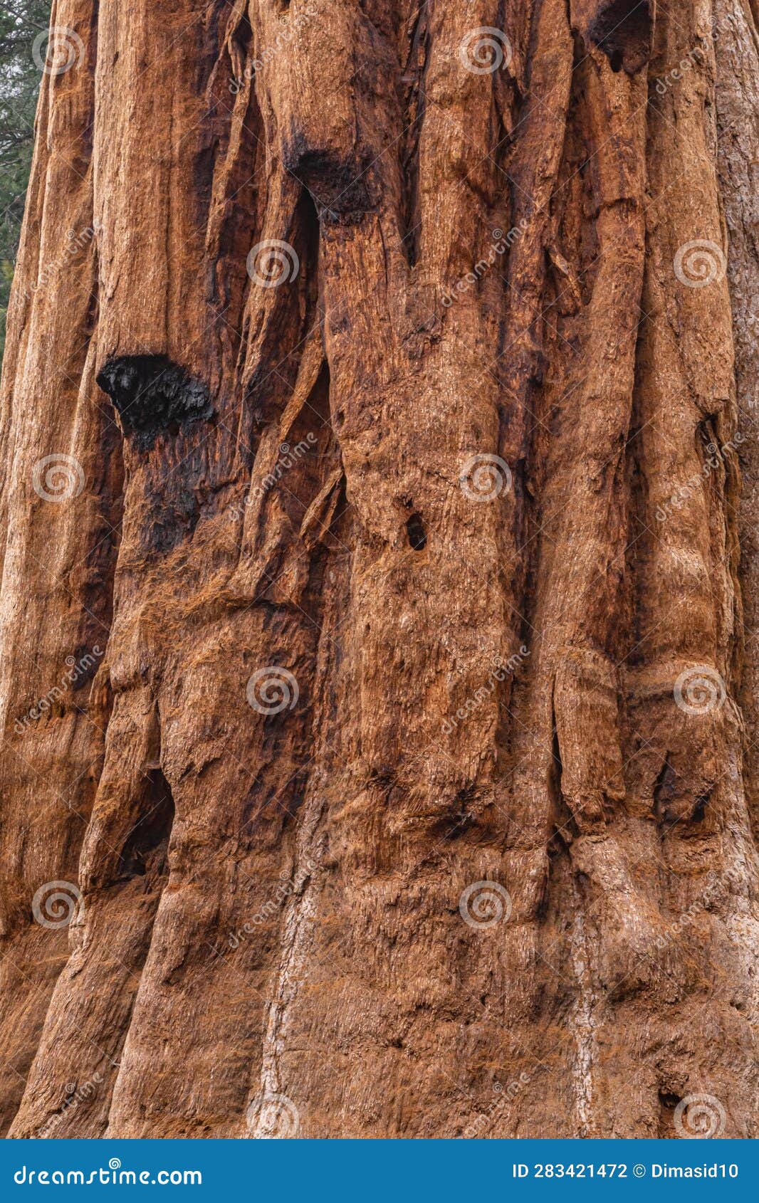Close Up of Burnt Redwood Bark Stock Photo - Image of closeup, stem ...
