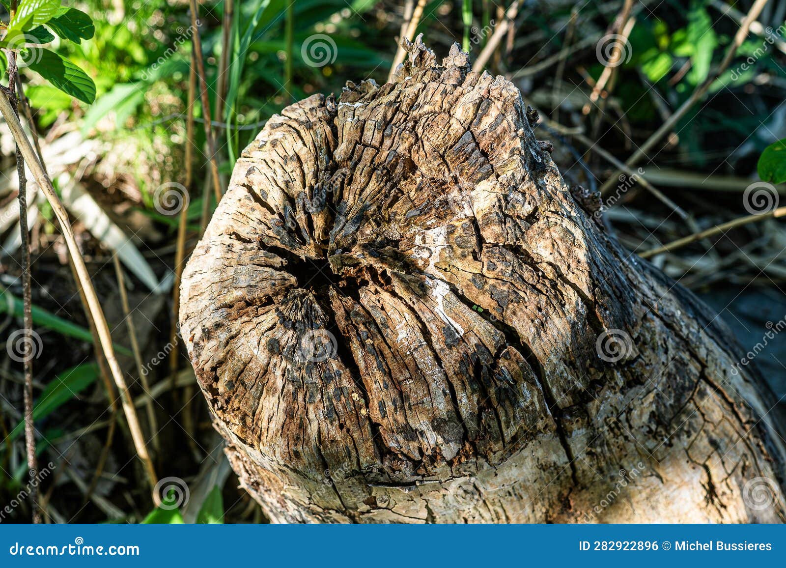 Close Up of a Burnt Tree Trunk in a Forest on a Sunny Day Stock Photo ...