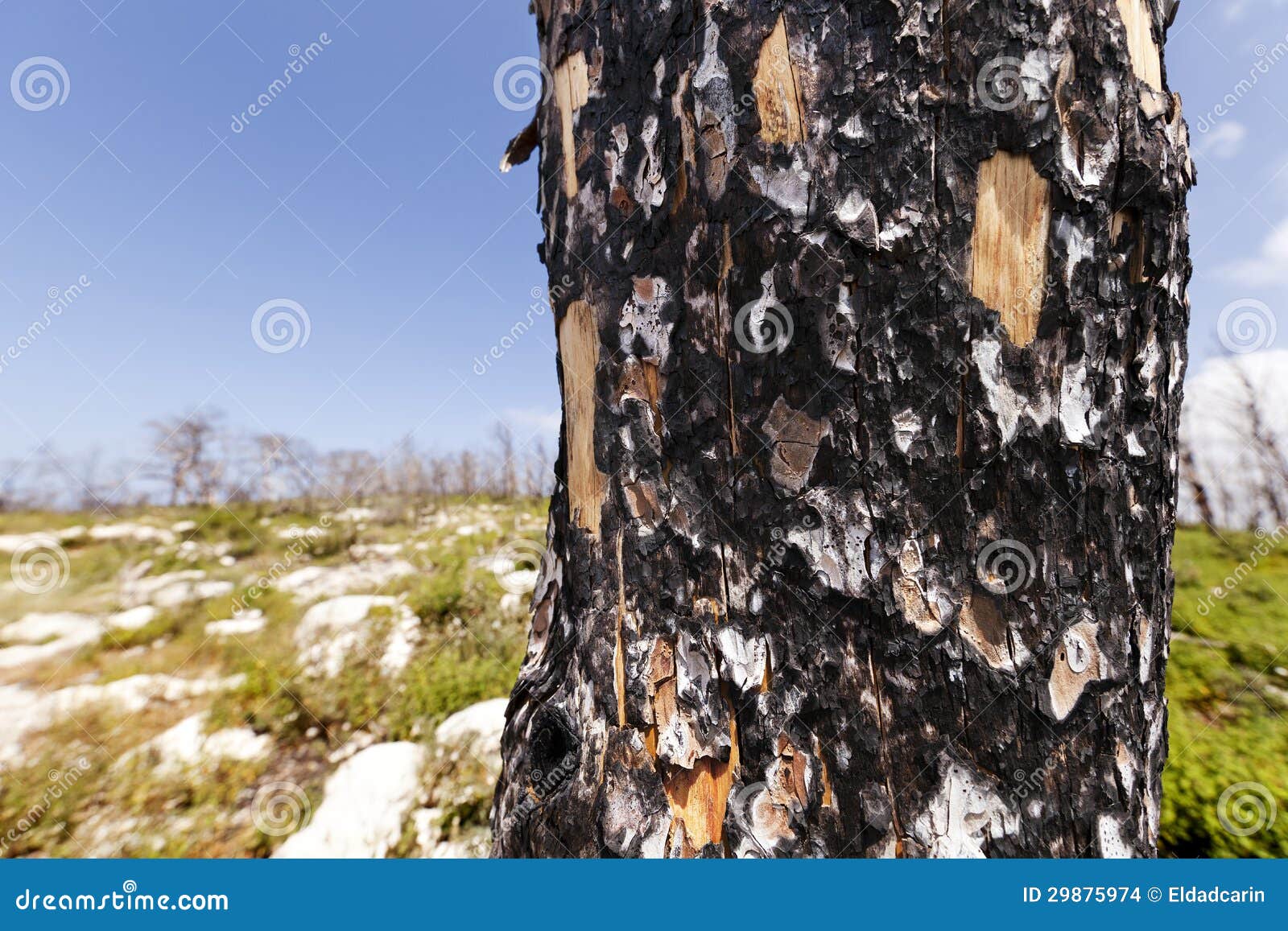 Burnt Tree Trunk in the Wild Stock Photo - Image of cracked, fossil ...