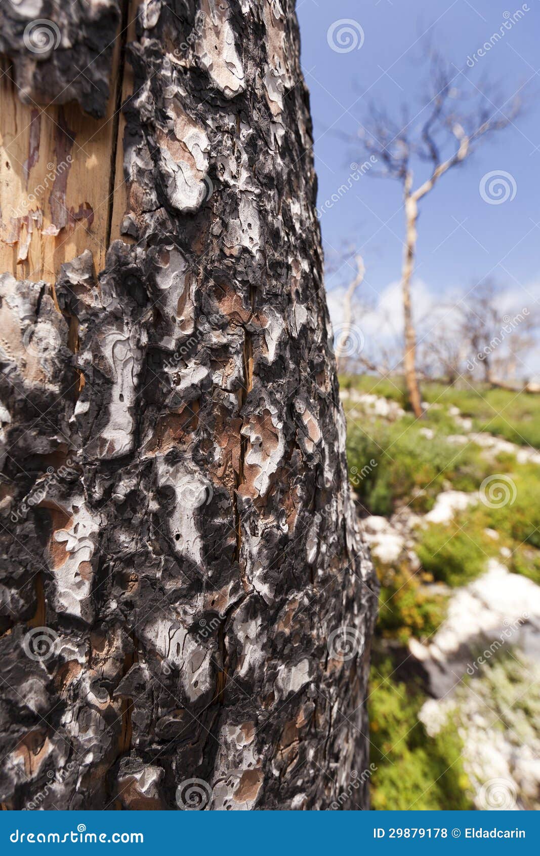 Burnt Tree Trunk in the Wild Stock Photo - Image of conservation, black ...