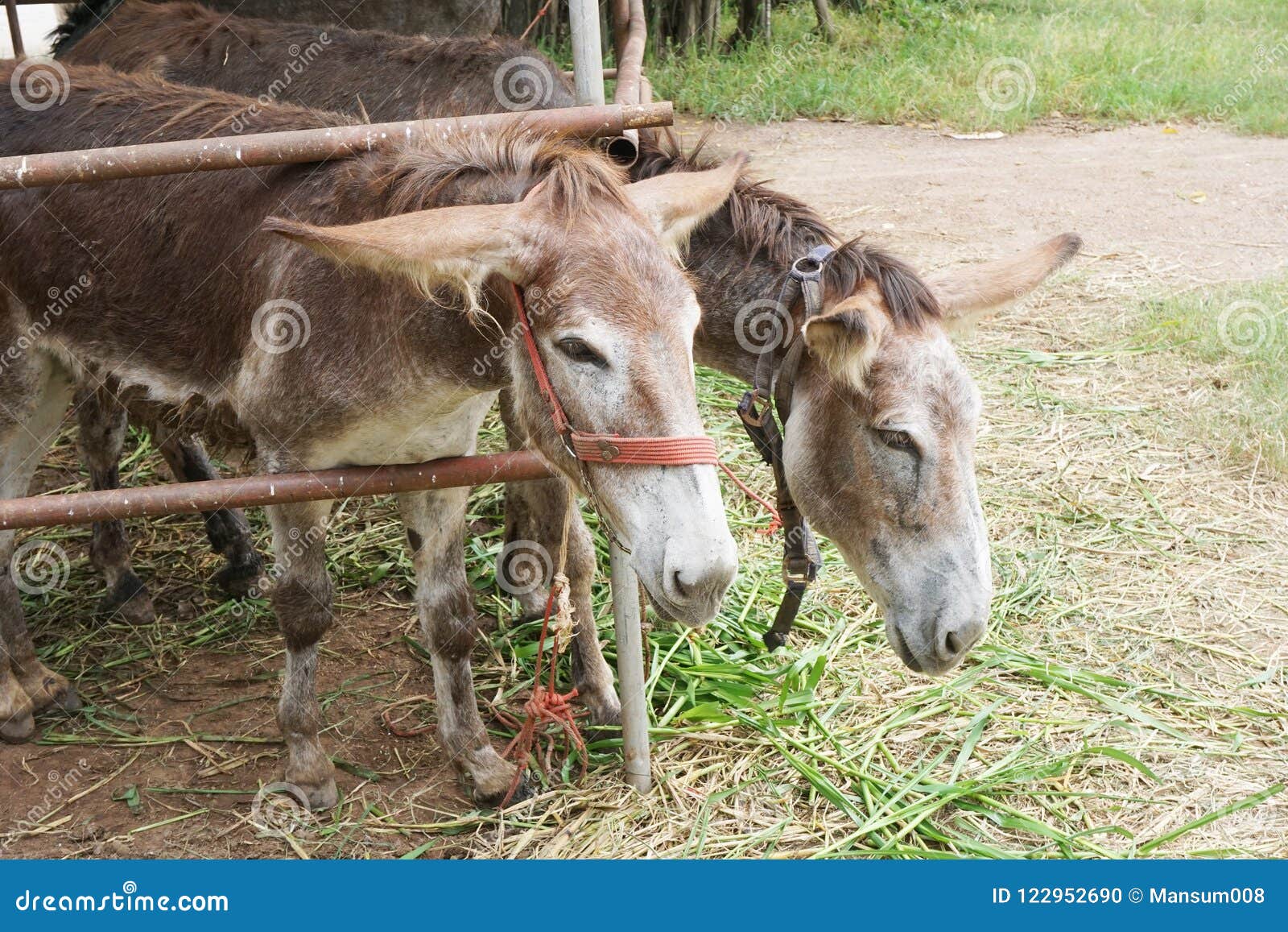 Burro in country farm editorial image. Image of mammal - 122952690