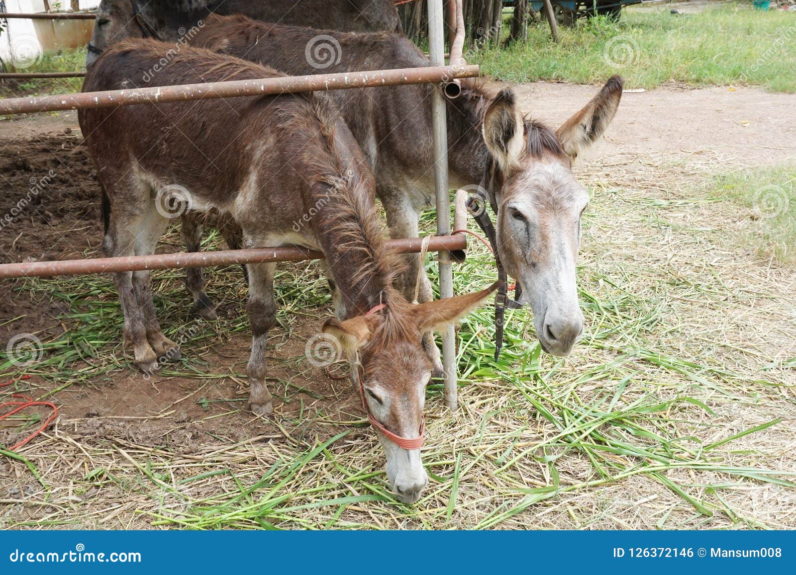 Burro in country farm stock photo. Image of domestic - 126372146