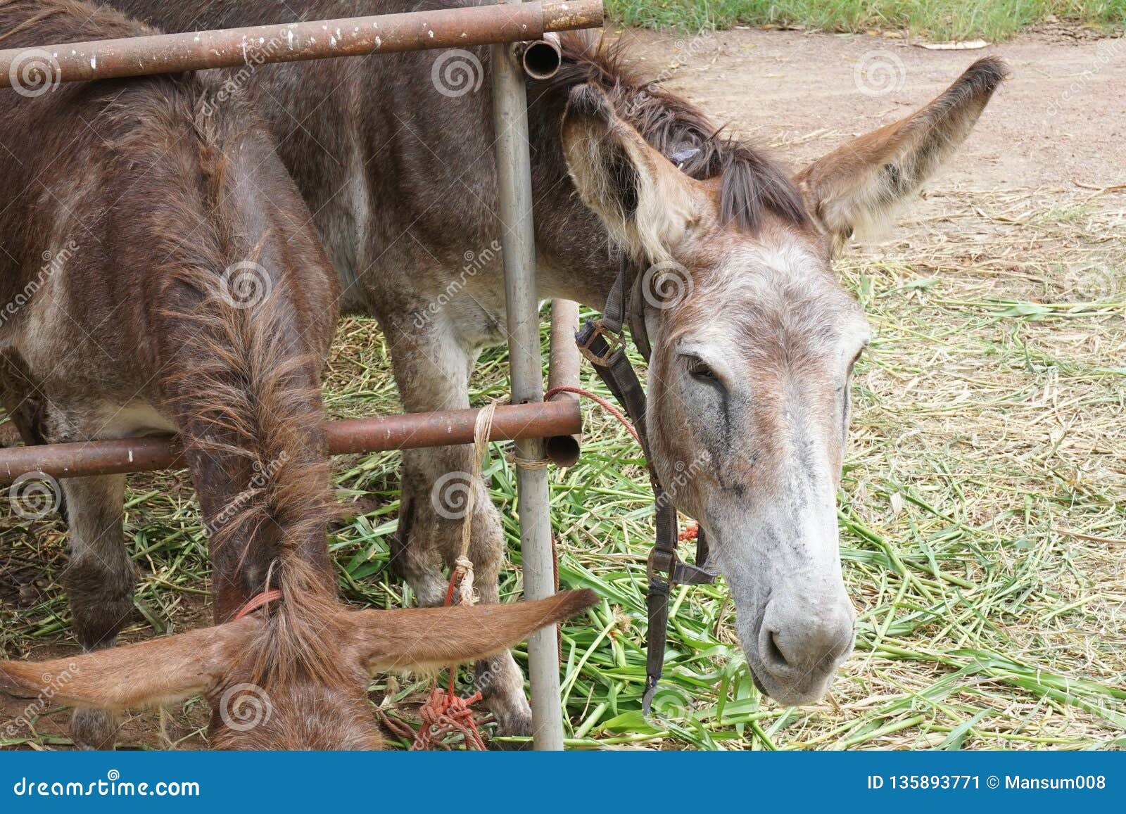 Burro in country farm stock image. Image of animal, cage - 135893771