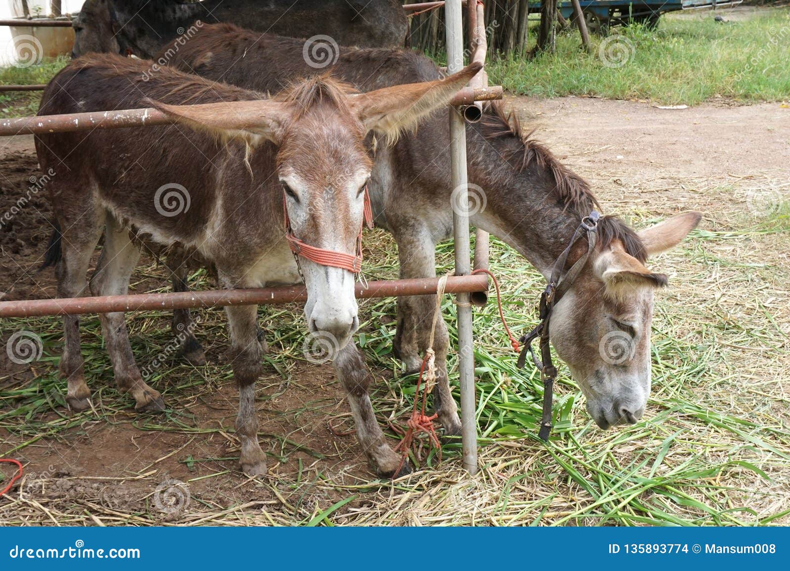 Burro in country farm stock photo. Image of domestic - 135893774