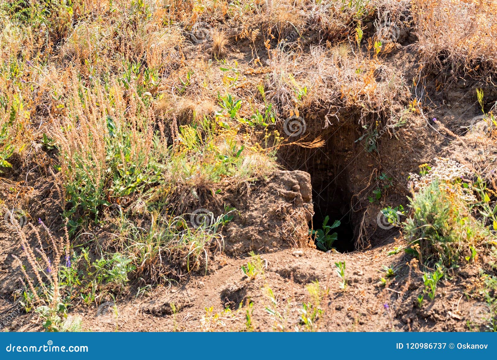 Foxhole in the Ground Close Stock Image - Image of predator, ground ...
