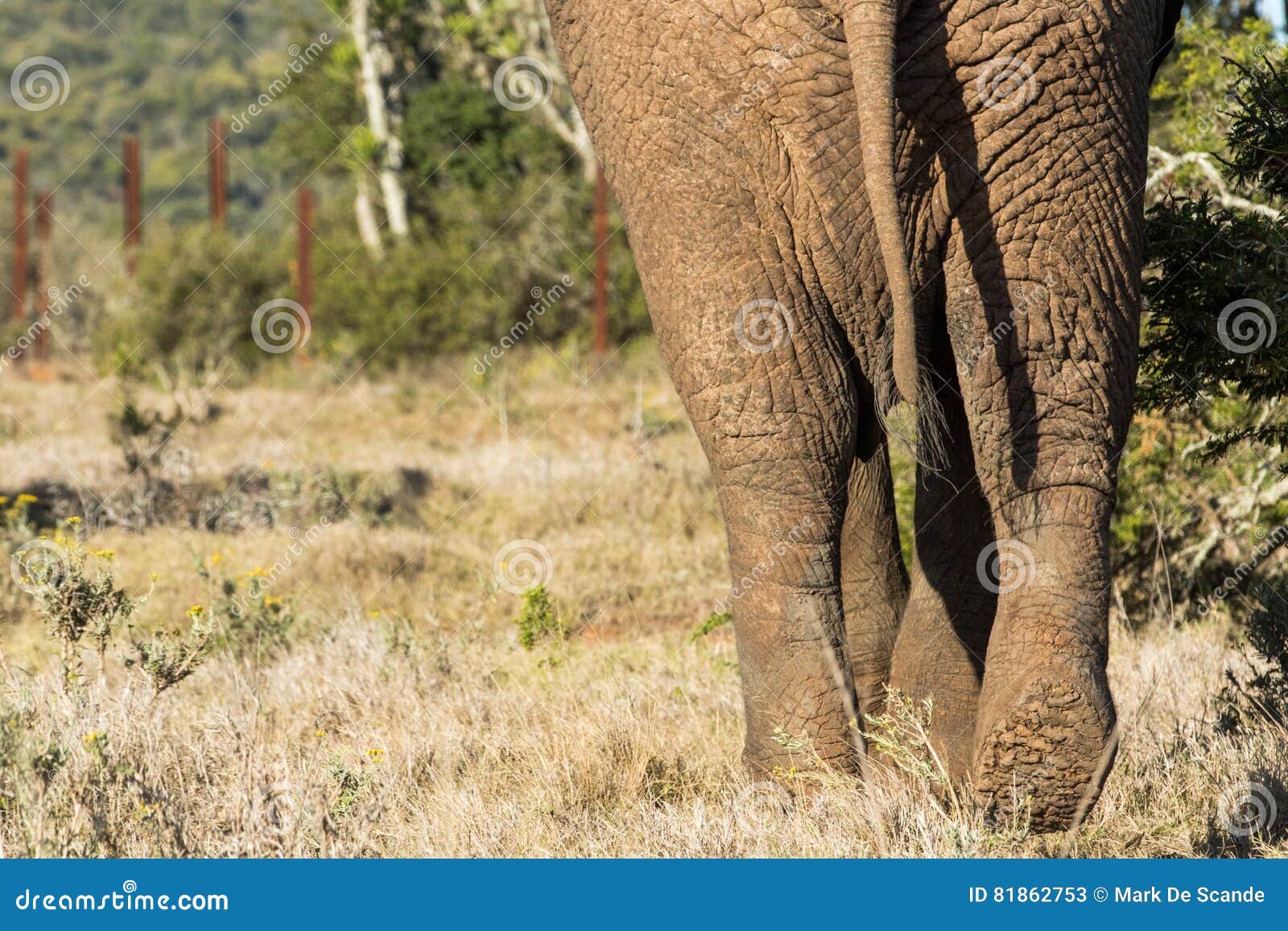 Close Up of a Bush Elephant Backside Stock Image - Image of ivory ...