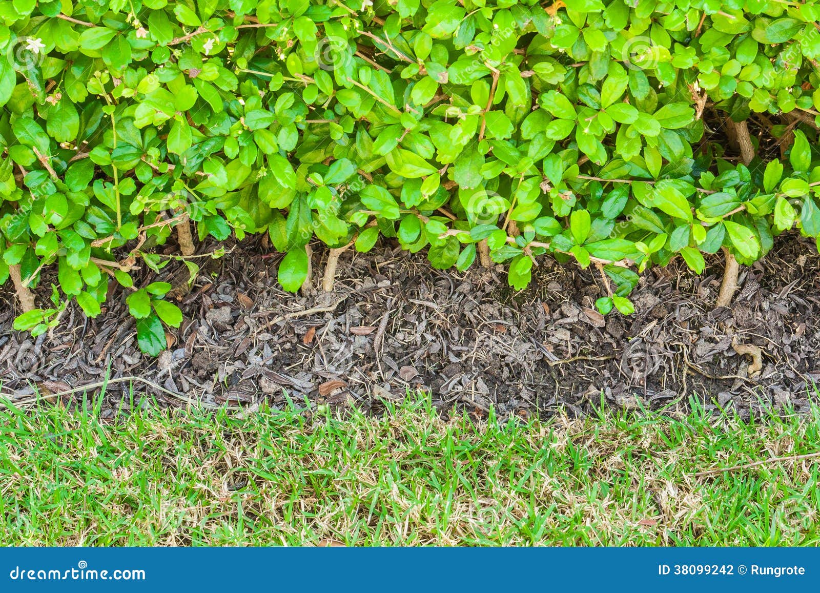Close Up Bush and Grass Texture, Background Stock Photo - Image of ...