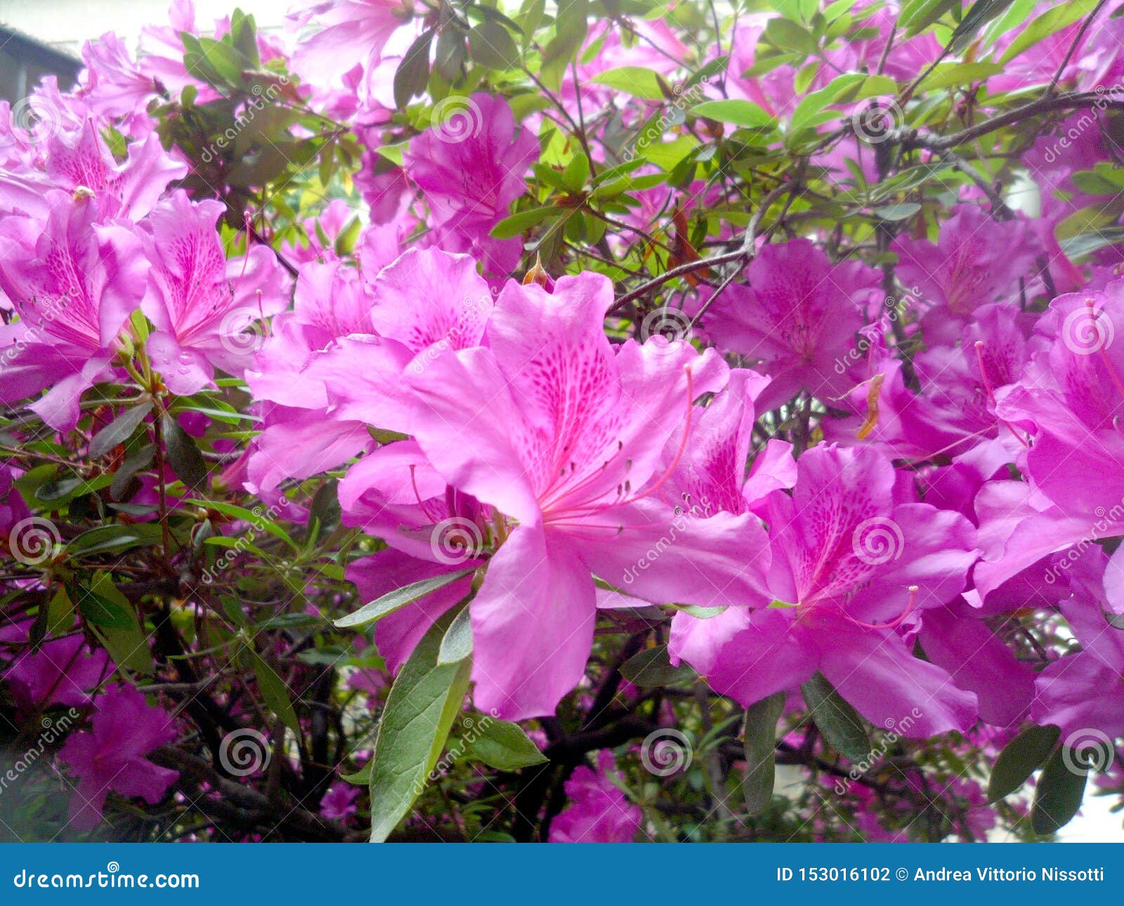 Close Up on a Bush of Pink Azaleas Stock Photo - Image of growth ...