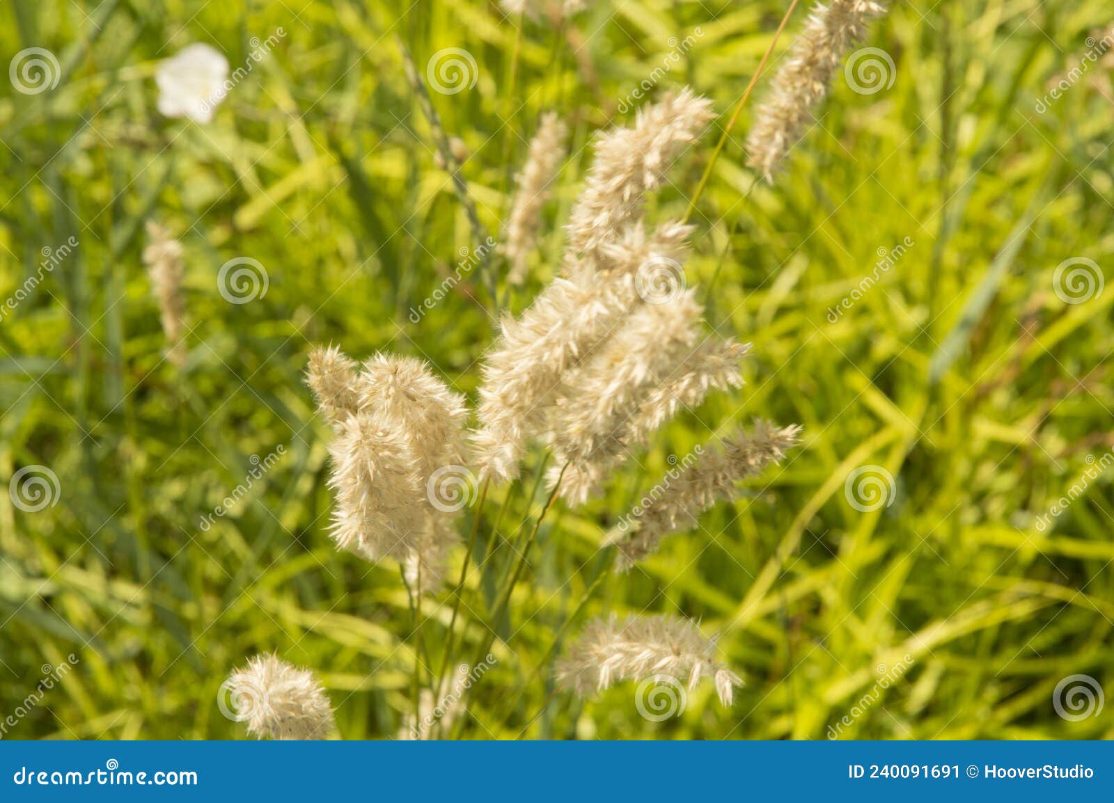 Close-up: Bushes of Big Yellow Spikes Stock Image - Image of yard ...