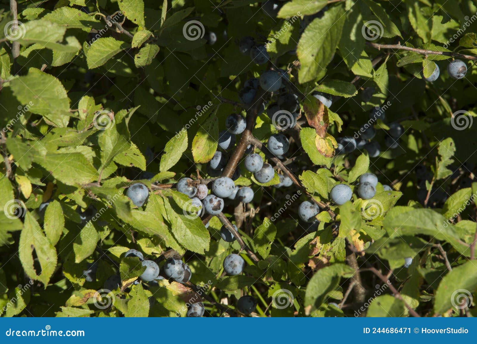 Close-up: Bushes of Blackthorn with Dark Blue Berries Stock Image ...