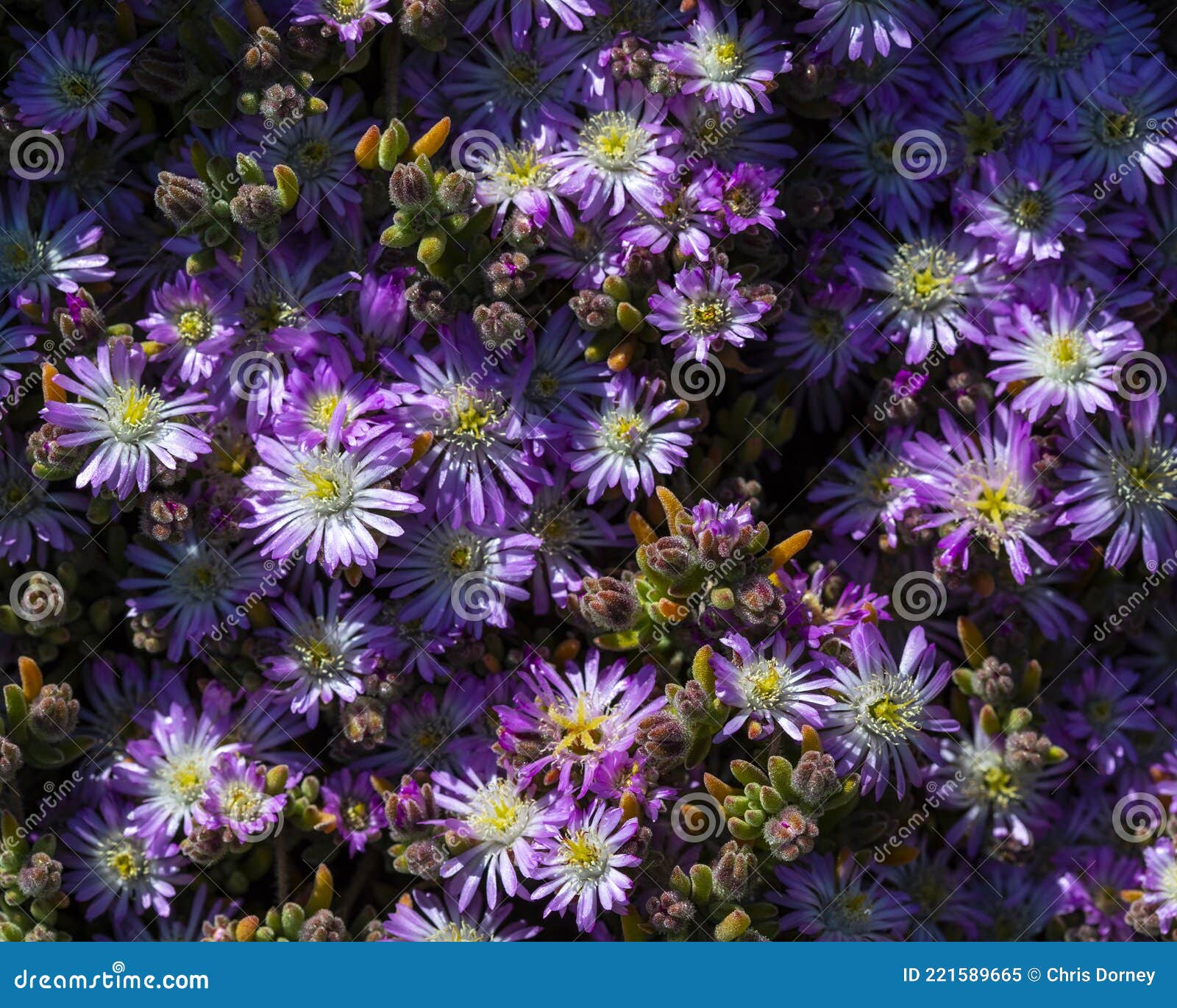 Close-up of a Bushy Aster stock image. Image of beautiful - 221589665