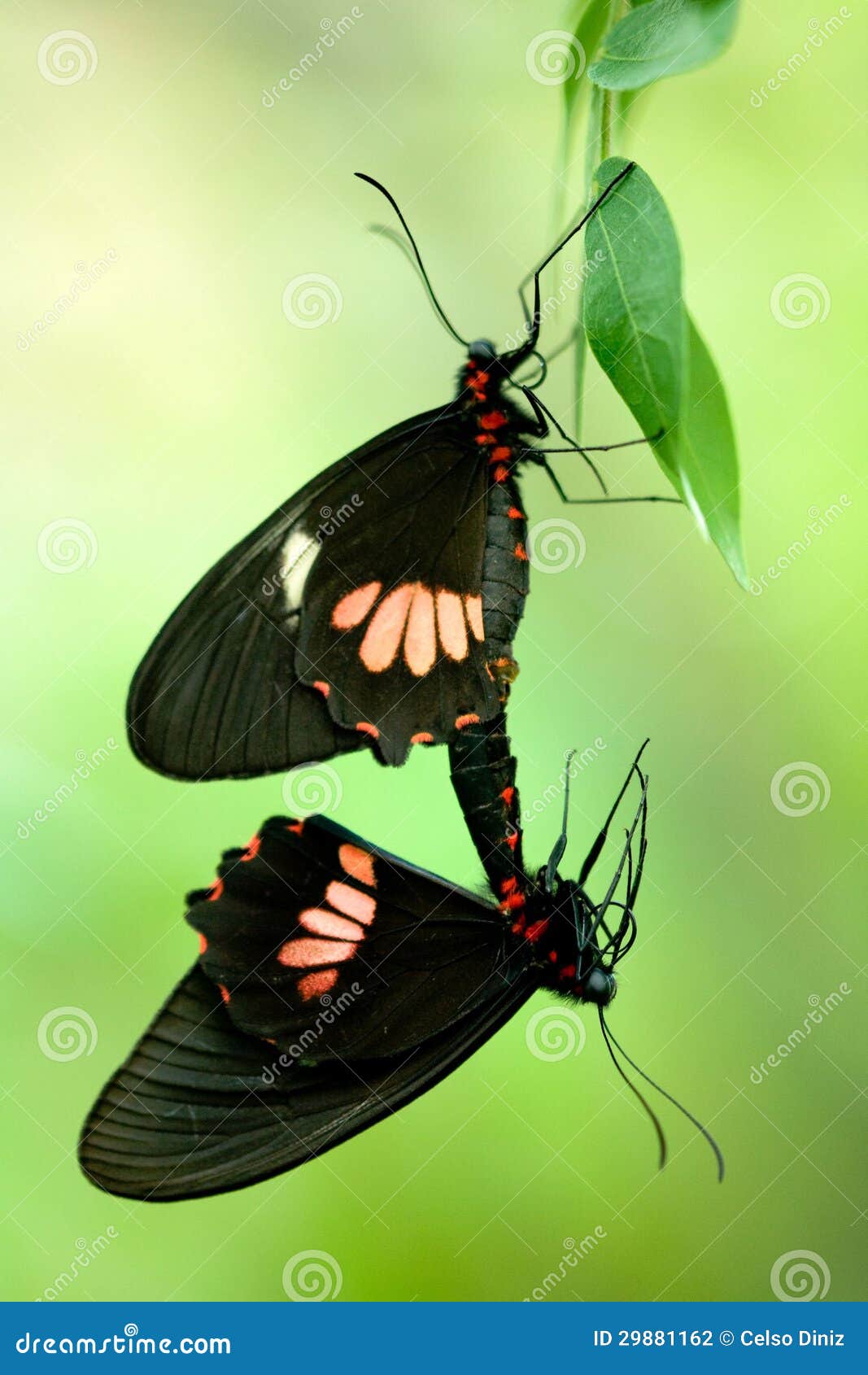 Butterflies mating stock photo. Image of mating, foreground - 29881162