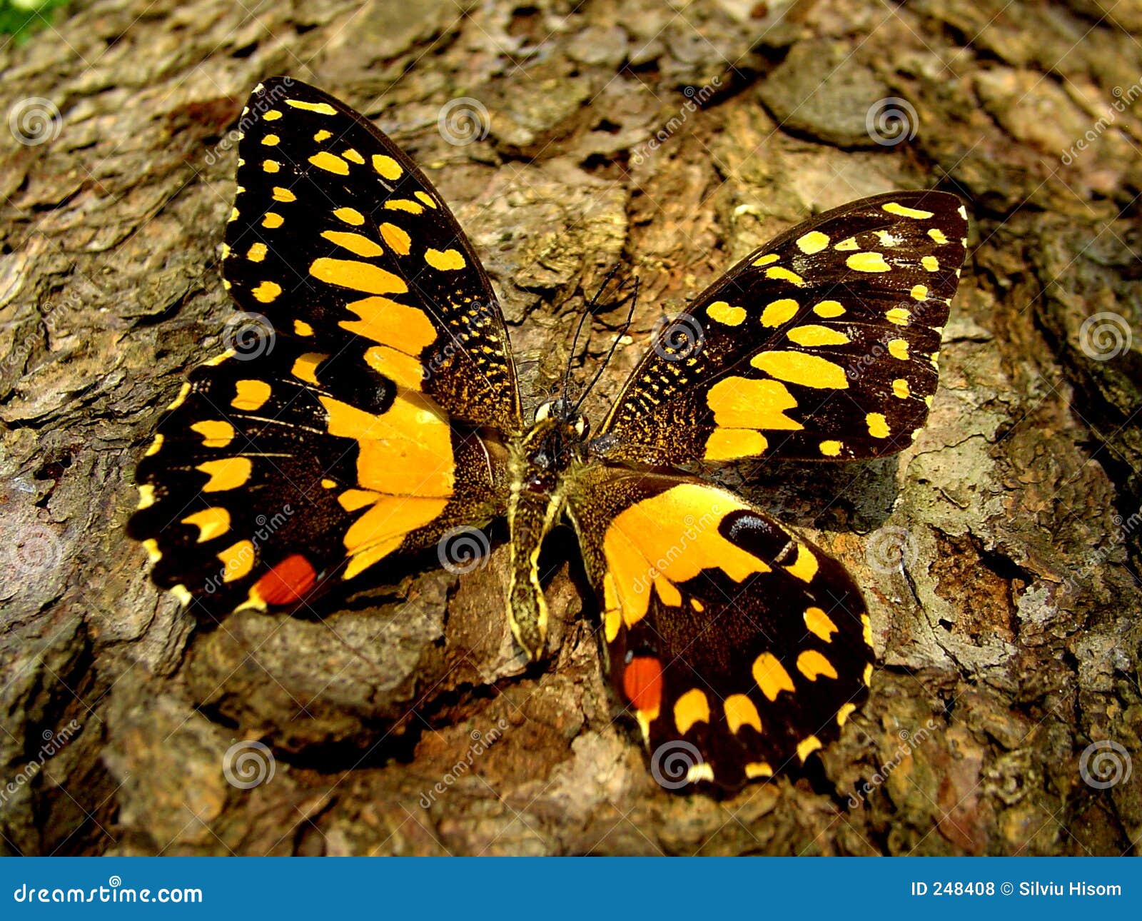 Close Up Of A Butterfly Is Taking Nutrients From The Ashes Lying On The ...