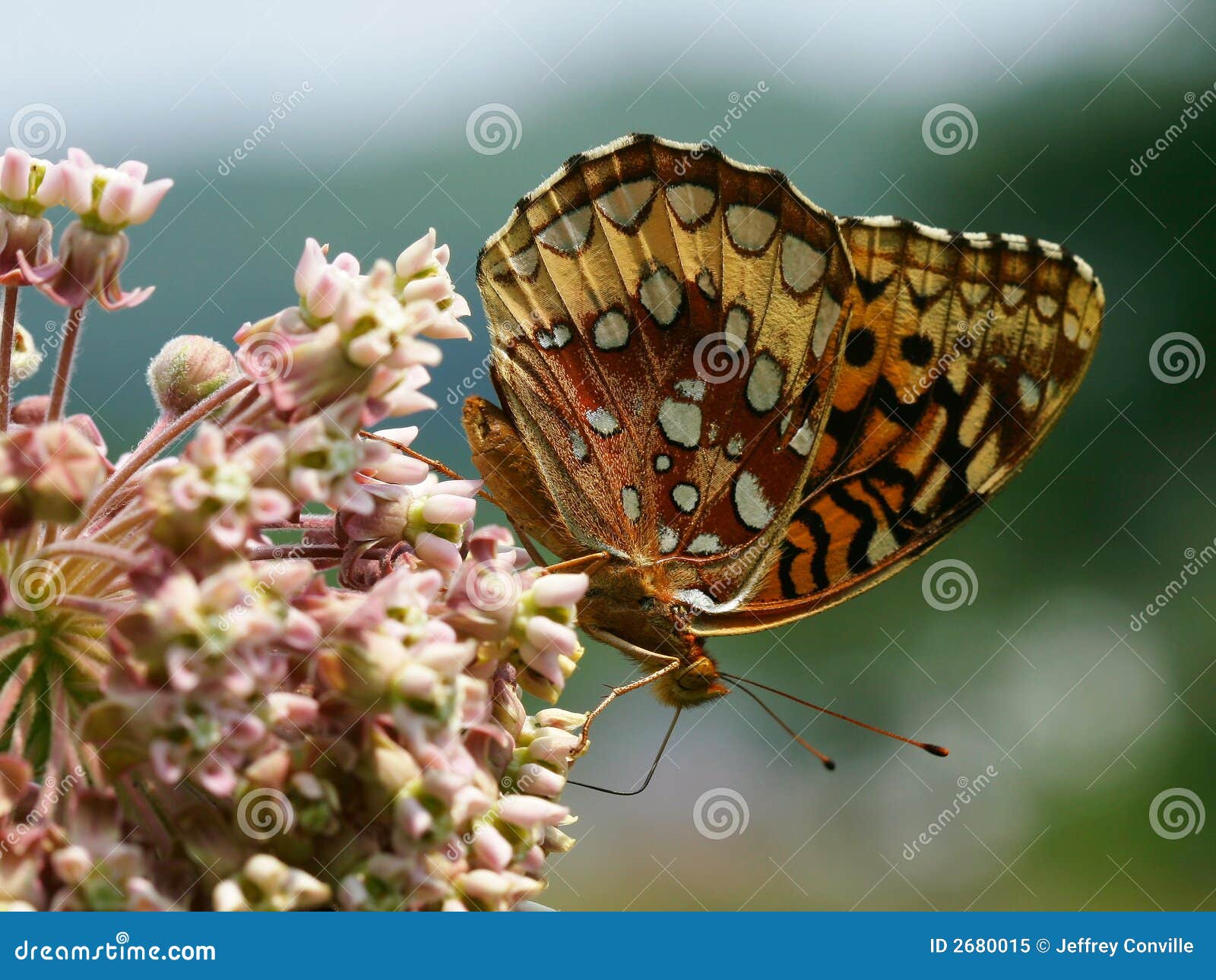 Close up of butterfly stock image. Image of wings, insect - 2680015