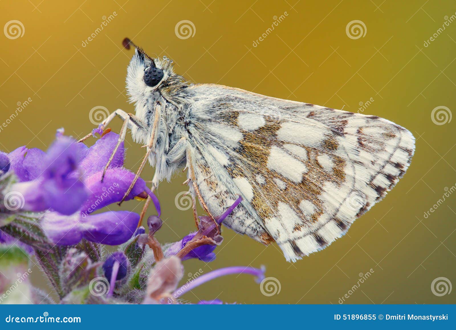 Close-up of a Butterfly on a Flower Stock Image - Image of metaphors ...
