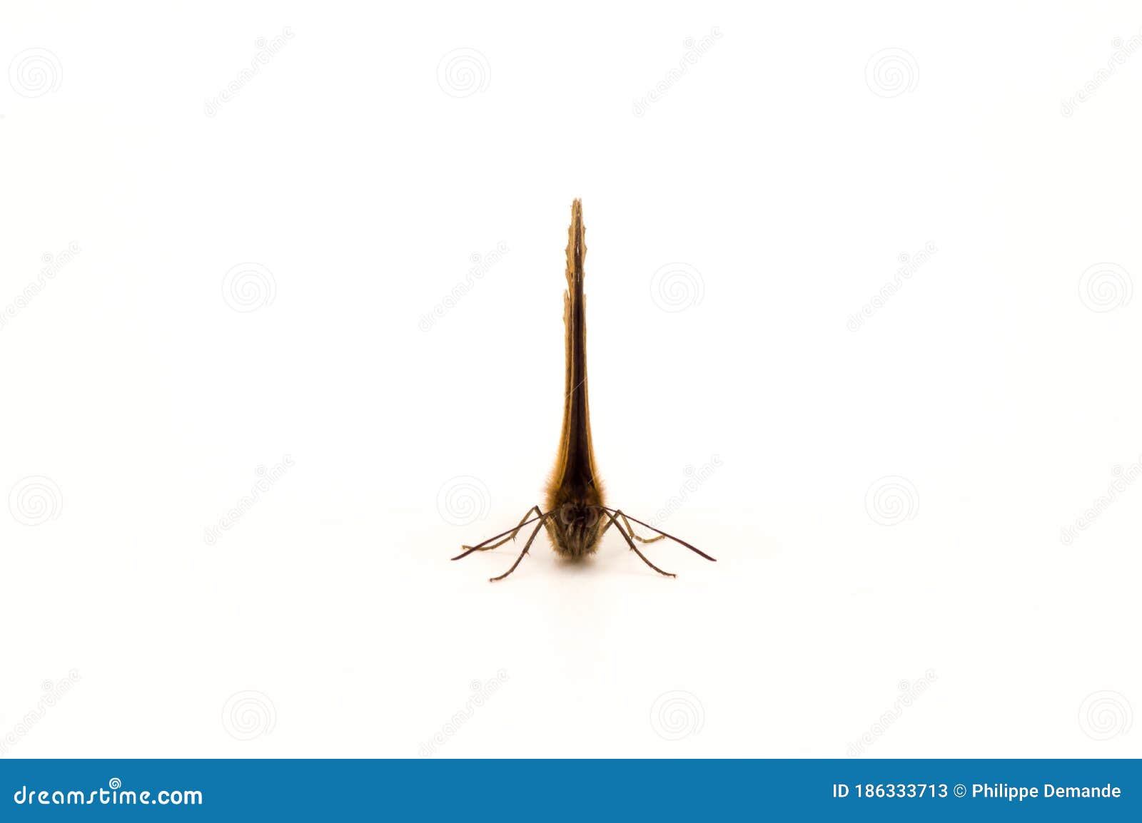 Close Up on a Butterfly Front View Stock Image - Image of square ...