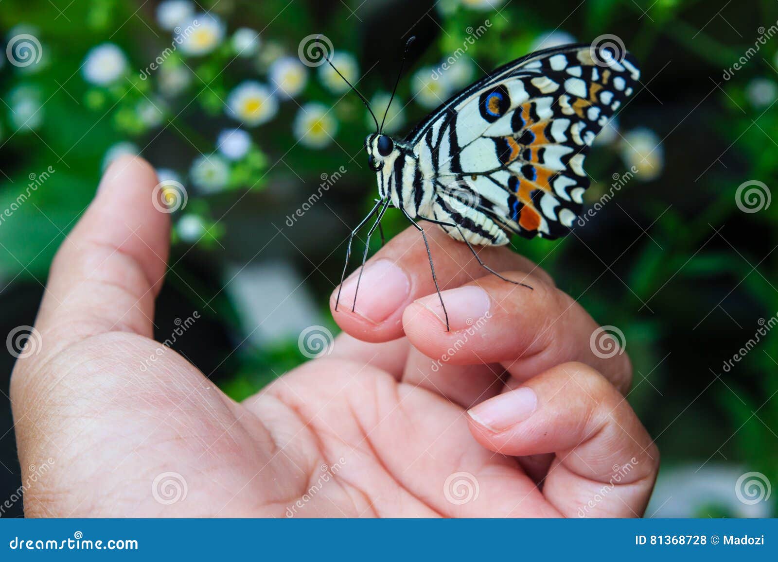 Close Up Butterfly on Human Fingers Stock Photo - Image of wildlife ...
