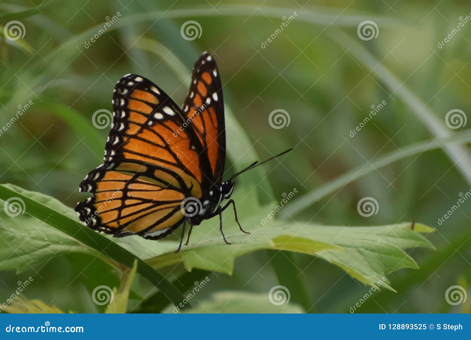 Close-Up of a Butterfly Landed on a Leaf Stock Image - Image of nature ...