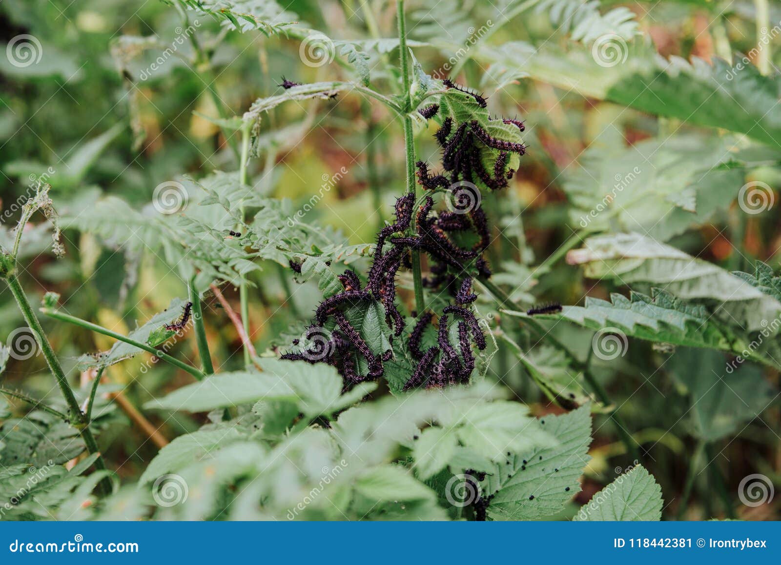 Close Up on Butterfly Larva Eating a Leaf Stock Image - Image of face ...