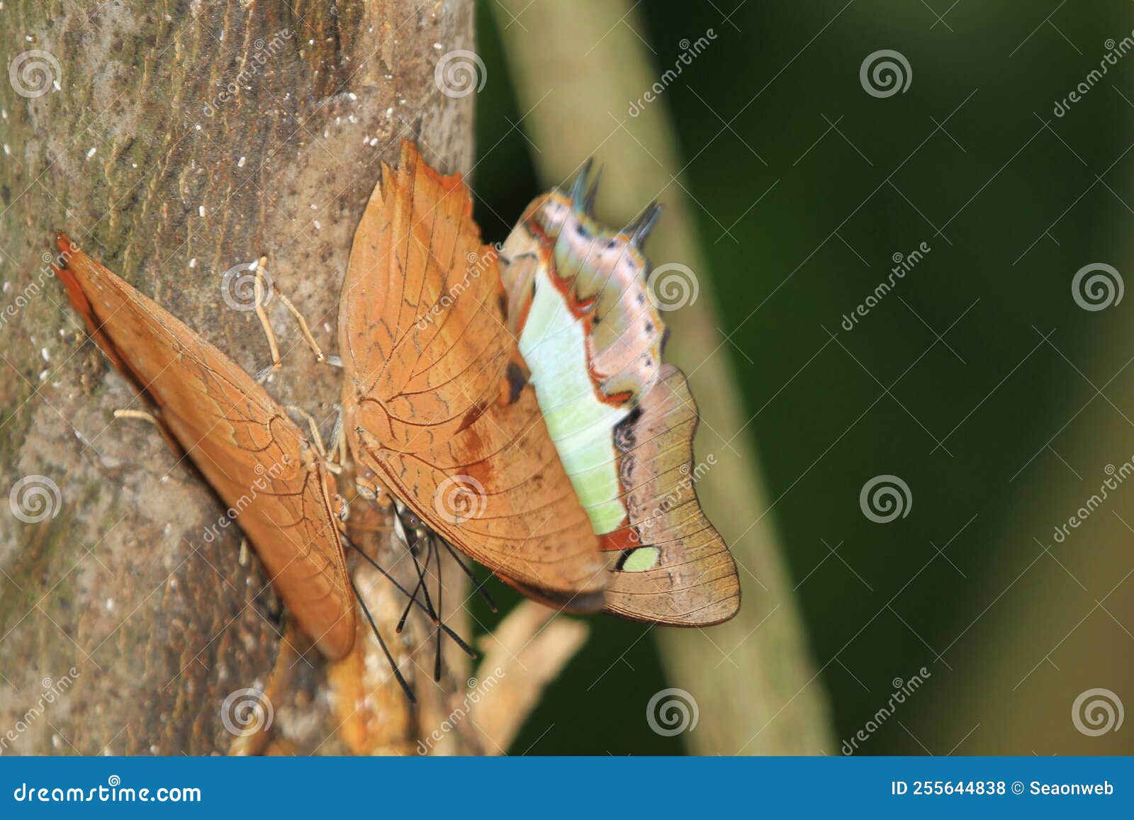 A Close Up Butterfly, Oakleaf or Dead Leaf Butterfly Stock Photo ...