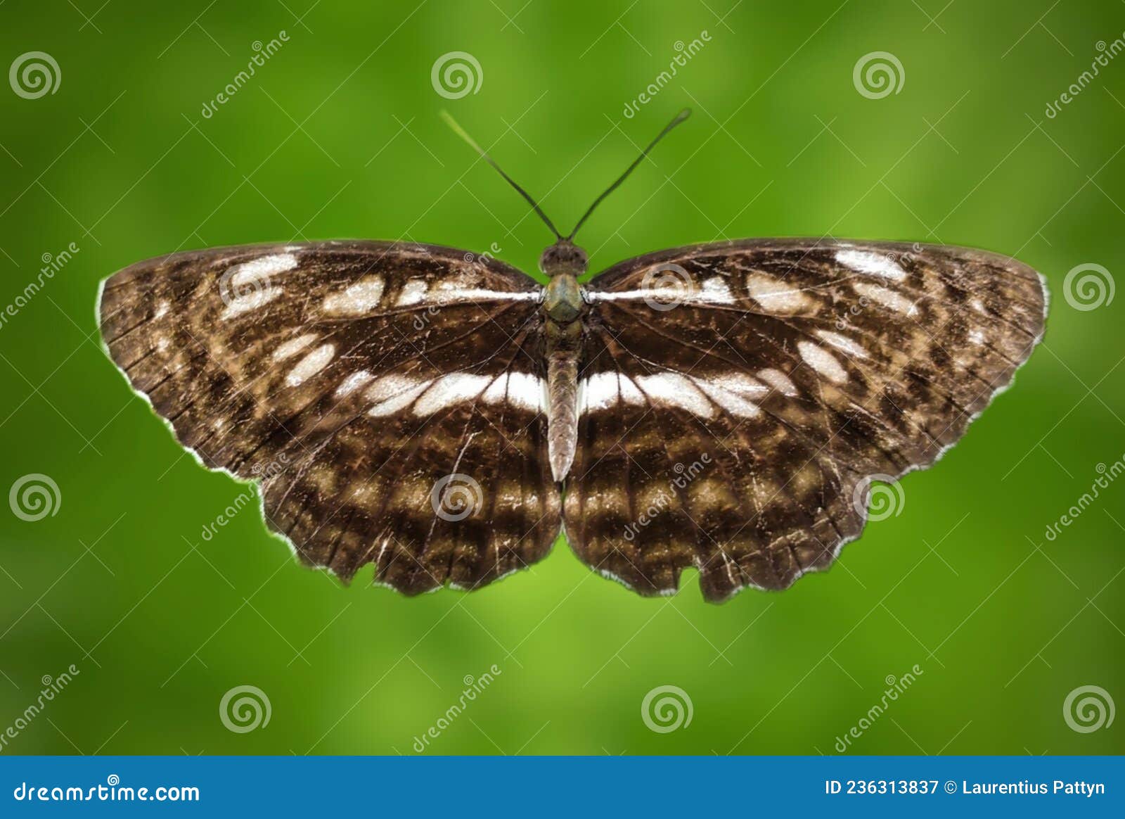 CLOSE-UP of a BUTTERFLY SPREADING ITS WINGS Stock Image - Image of ...