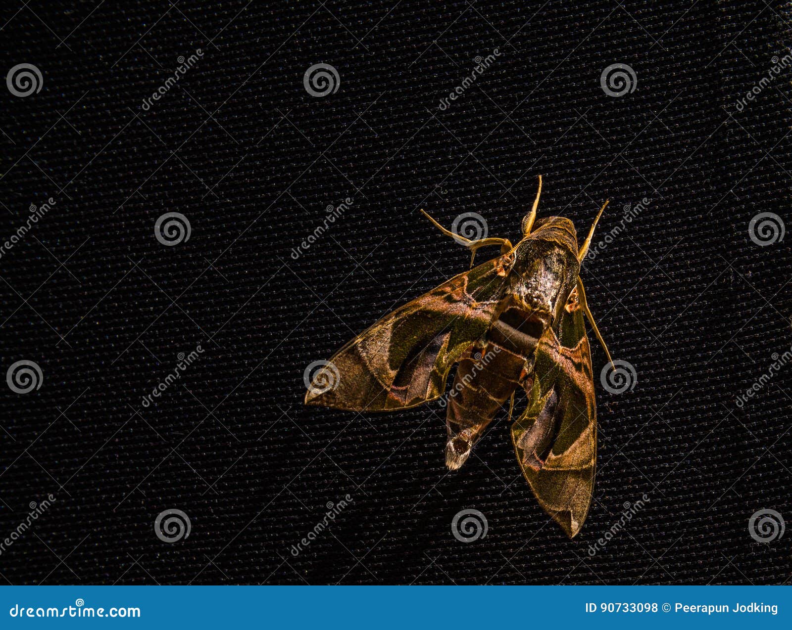 Close Up of the Butterfly Witch on the Wall Stock Photo - Image of ...