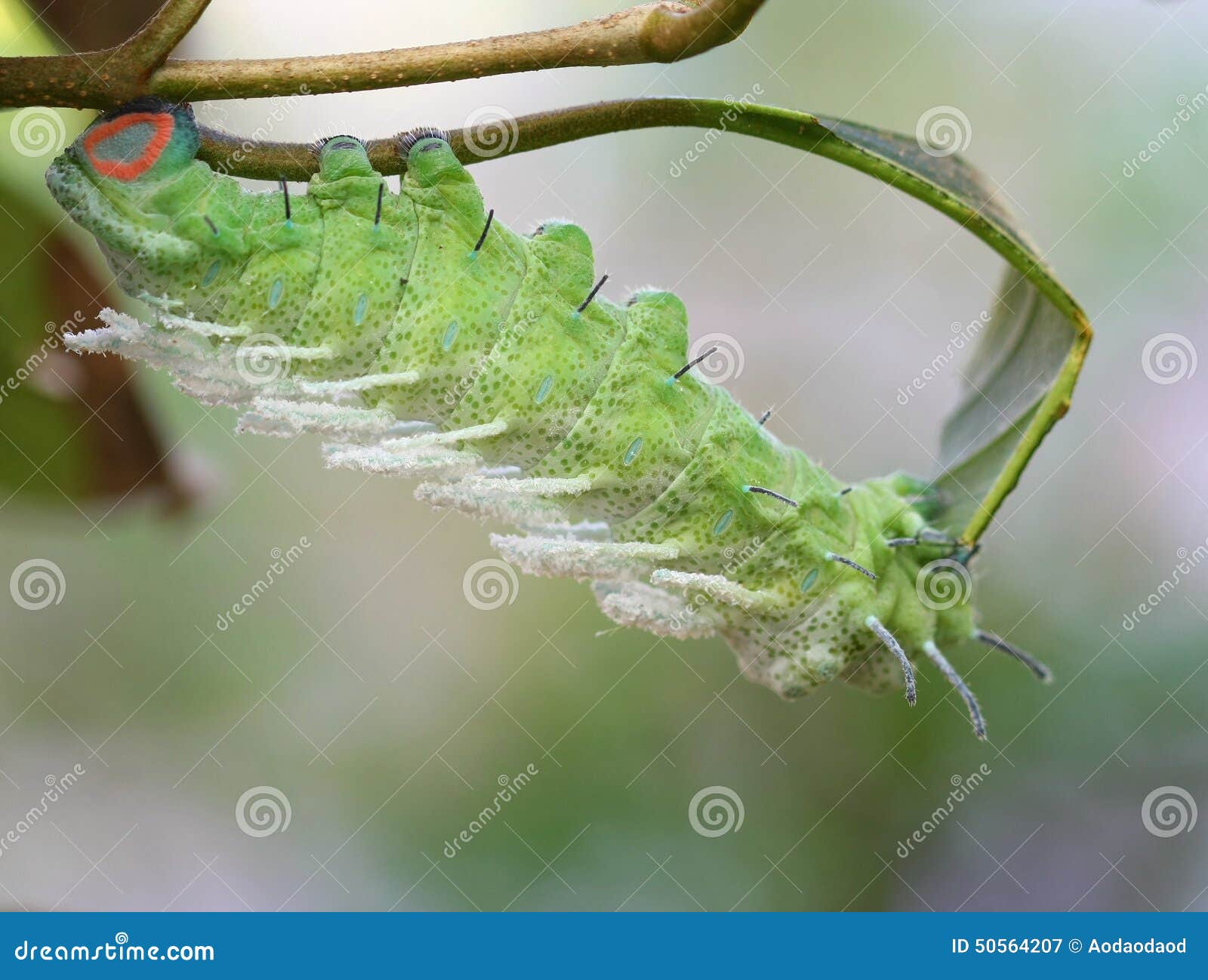 Close Up Butterfly Worm on Tree Stock Image - Image of chrysalis, close ...