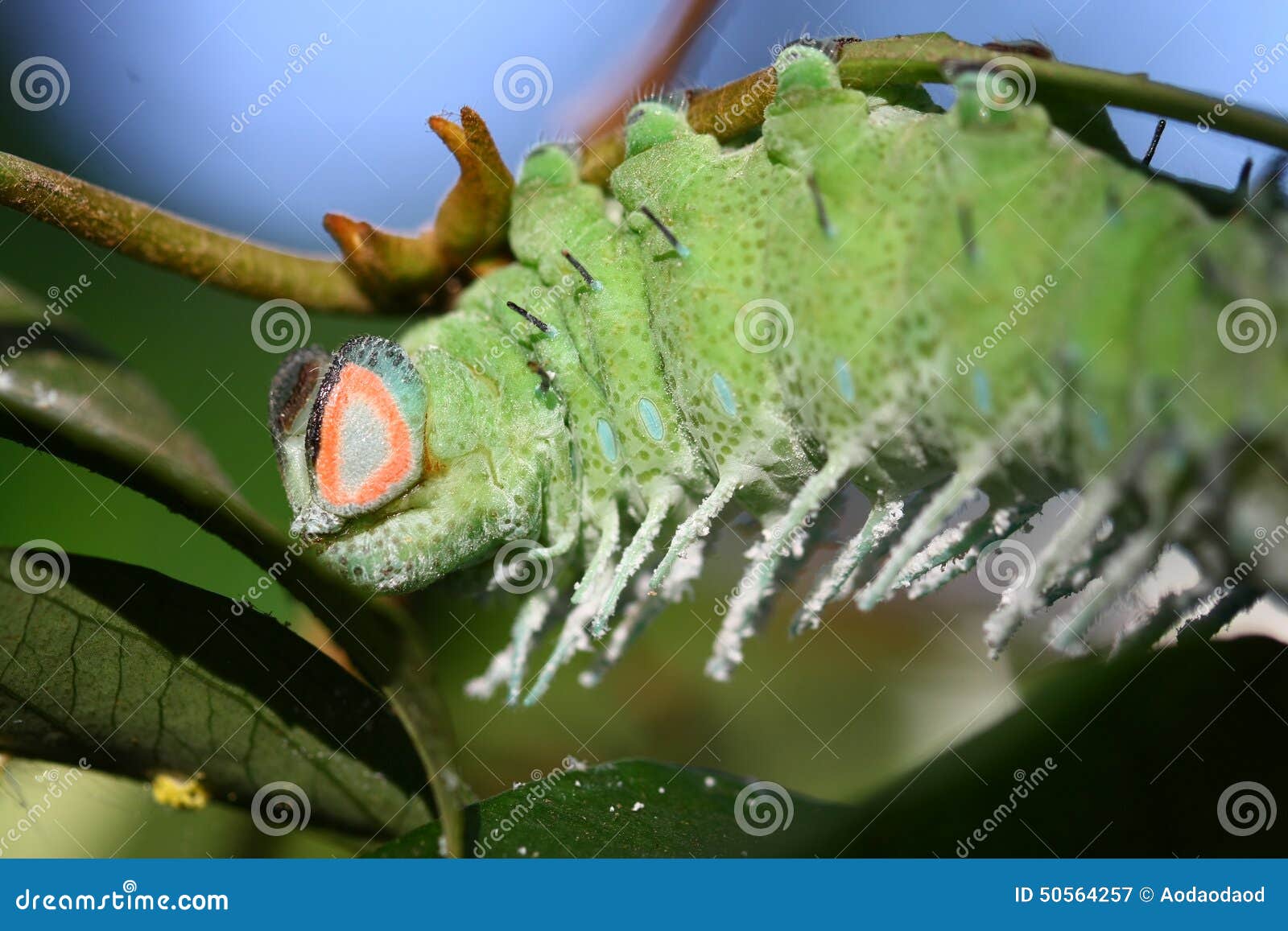 Close Up Butterfly Worm on Tree Stock Image - Image of agriculture ...